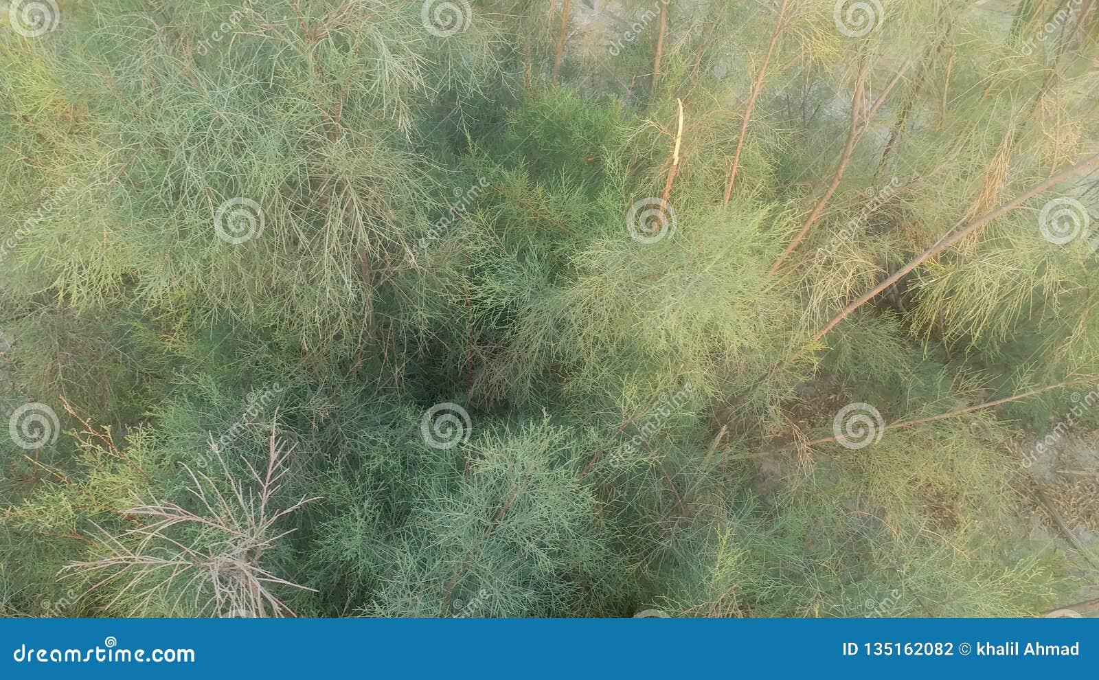 Temarix Plants stock photo. Image of vegetation, river - 135162082