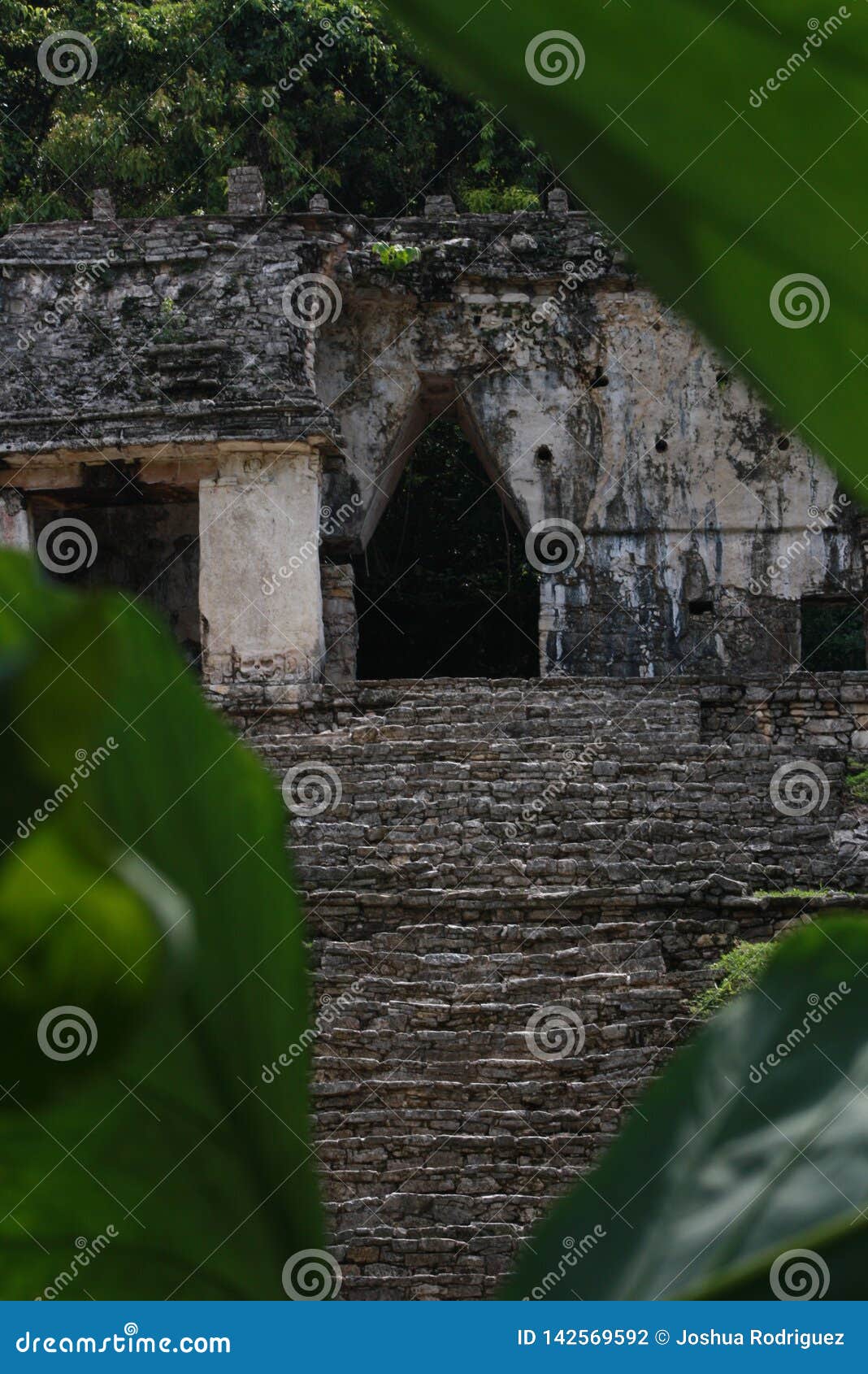 Temaya stock photo. Image of maya, empire, palenque - 142569592