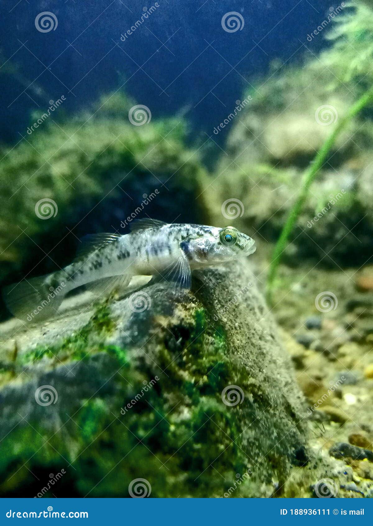 Tembakul mudskipper fish stock image. Image of tembakul - 188936111