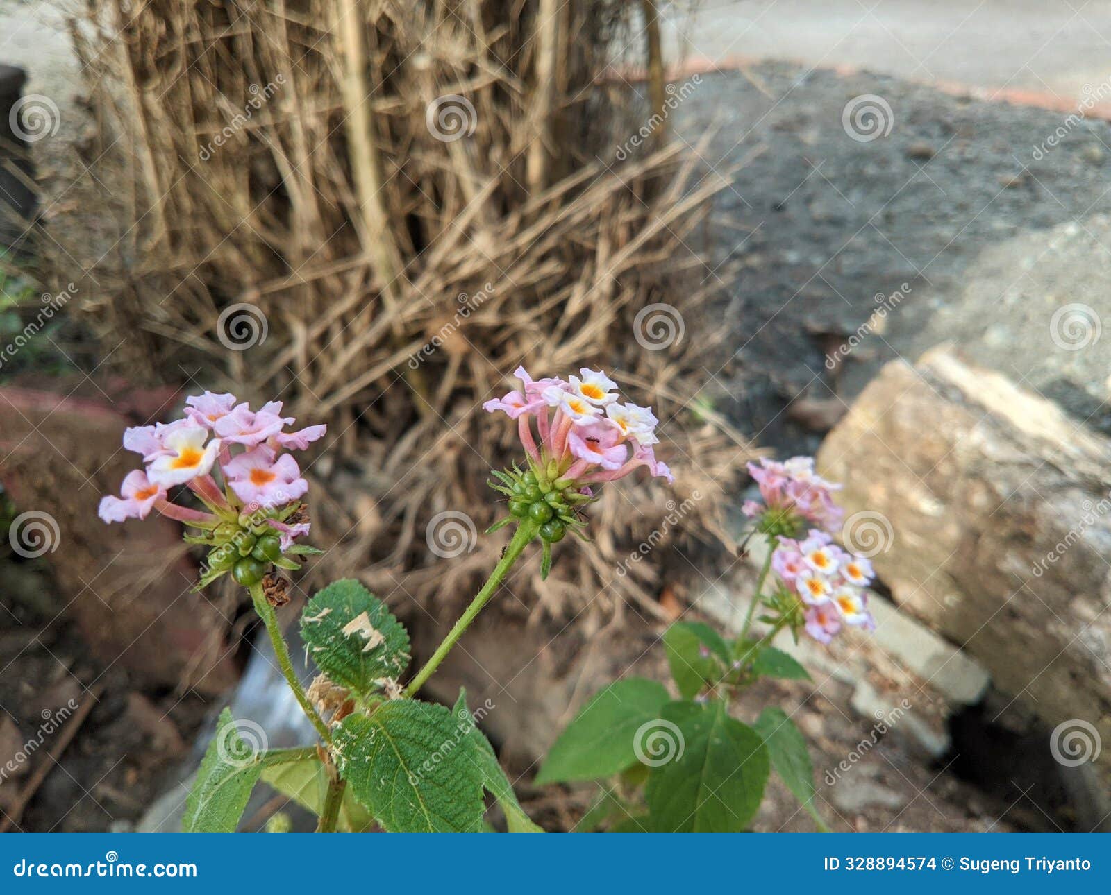 Tembelekan Plant or Lantana Camara, the Flowers are Beautiful and are ... Tembelekan Plant or Lantana Camara, the Flowers are Beautiful and are ...