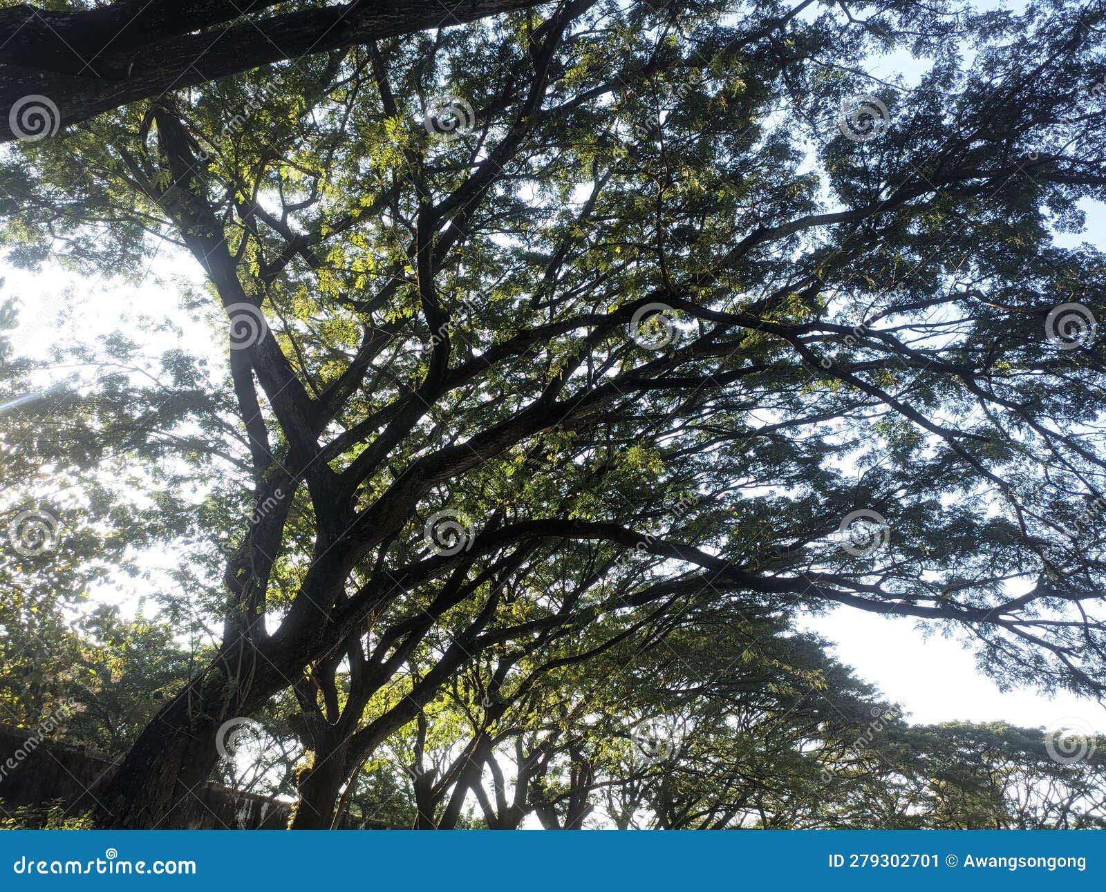 A Tembesi Tree Under the Blue Sky Stock Image - Image of tree, tembesi ...