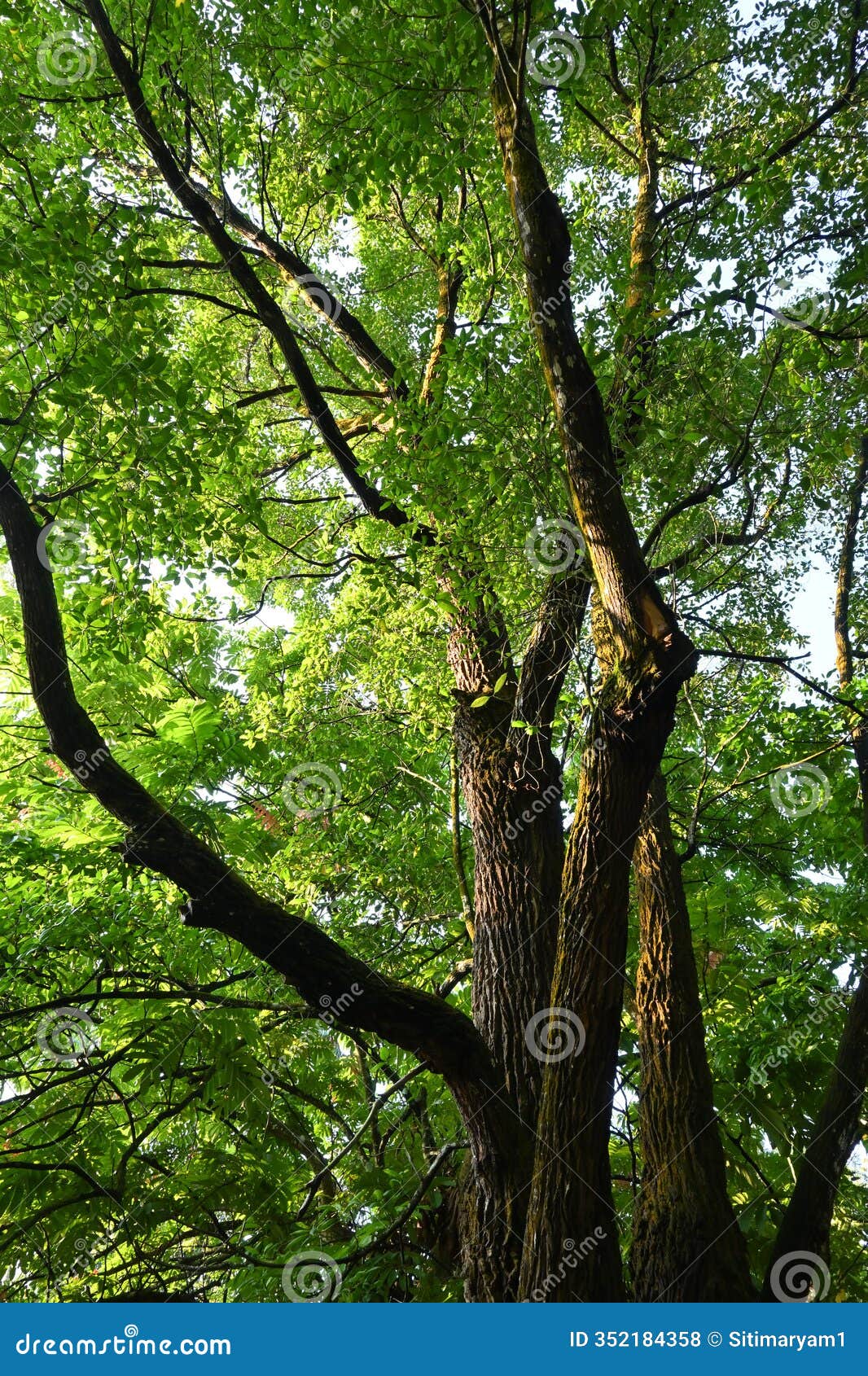 Cyrtophyllum Fragrans OrTembusu Padang S Lush Foliage Stock Photo ...
