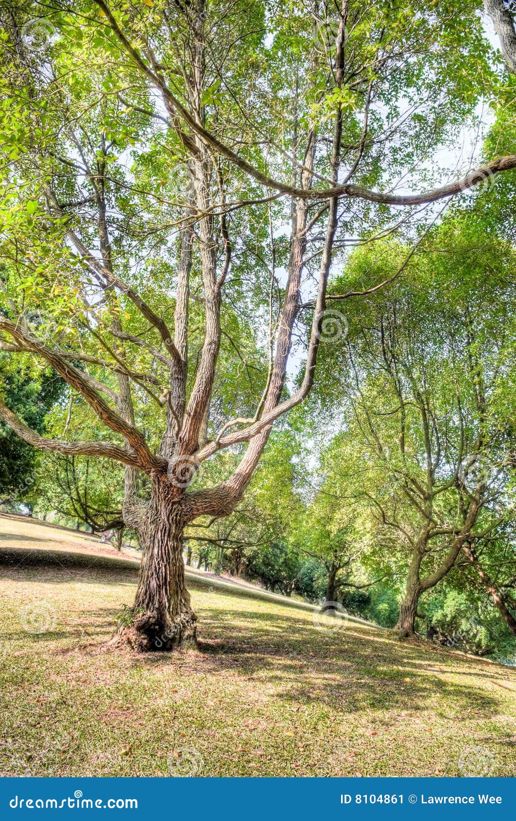 Tembusu Trees stock image. Image of gnarled, tropical - 8104861
