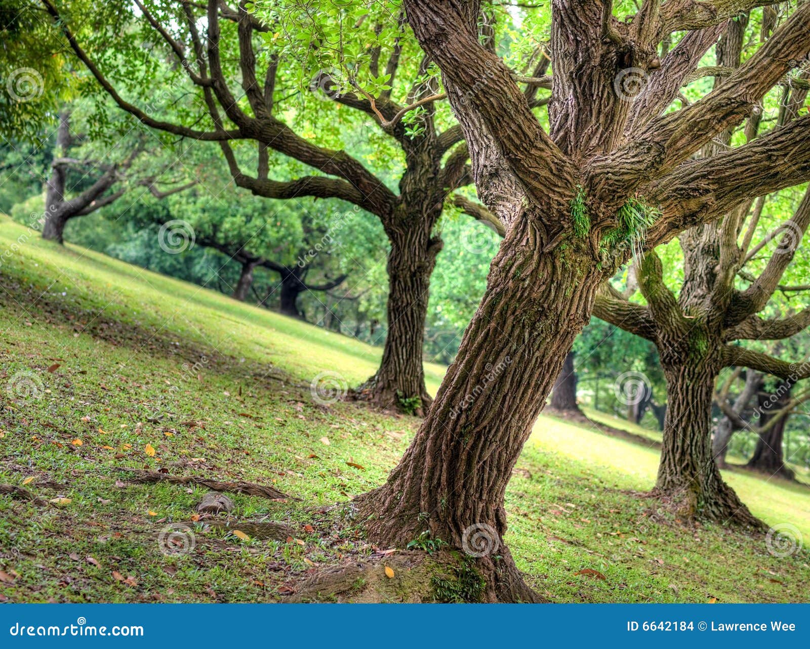 Tembusu Trees on Hill Slope Stock Photo - Image of grove, branching ...