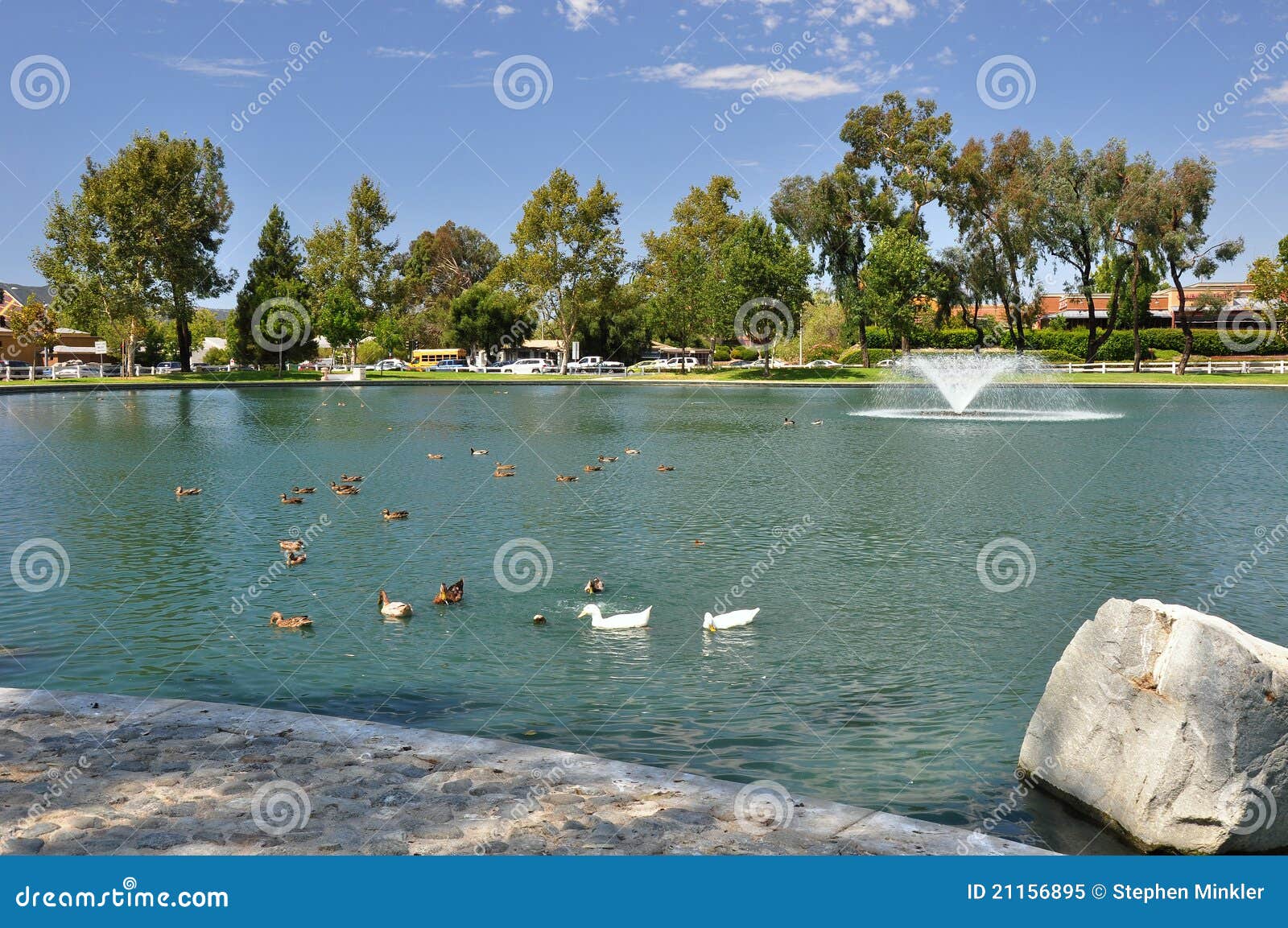 Temecula duck pond stock image. Image of eucalyptus, park - 21156895