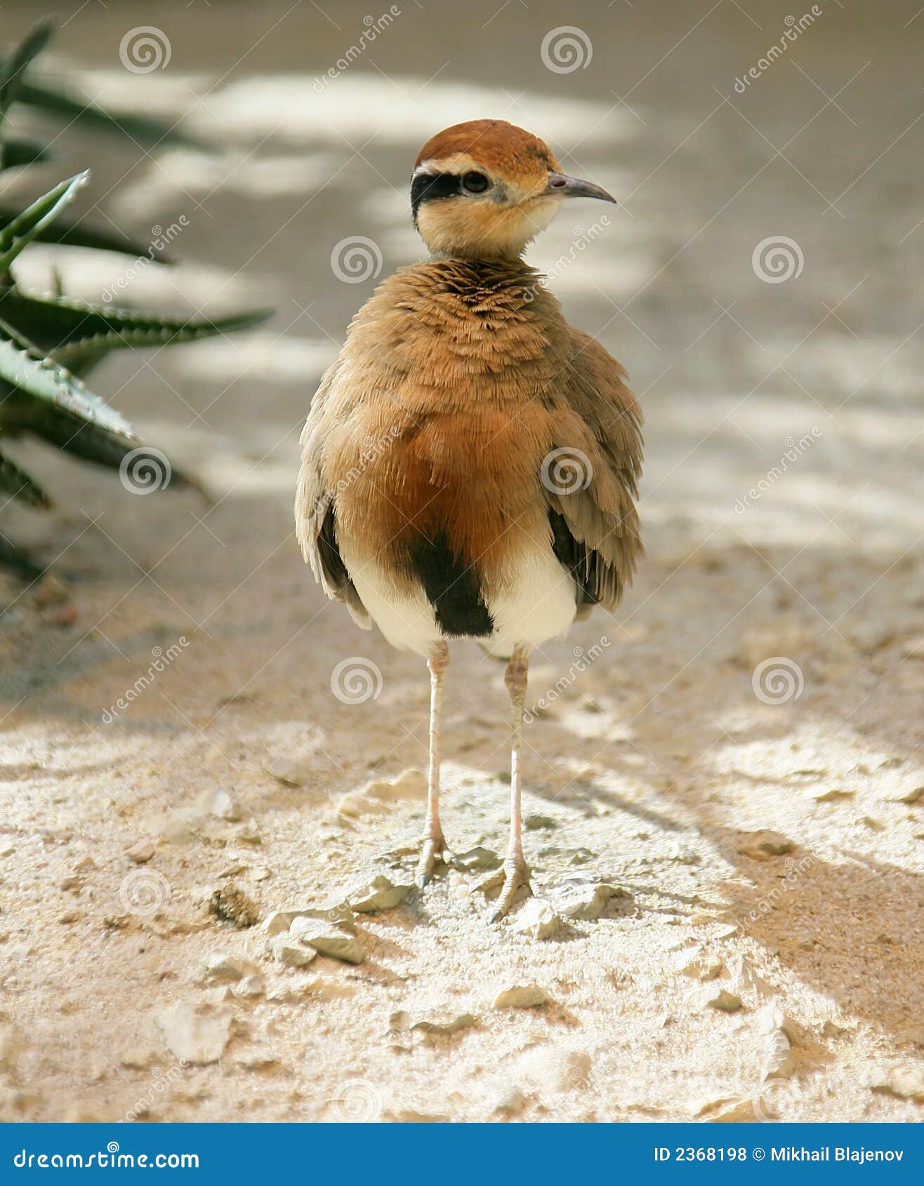 Temminck`s Courser 1 stock photo. Image of nest, ecology - 2368198