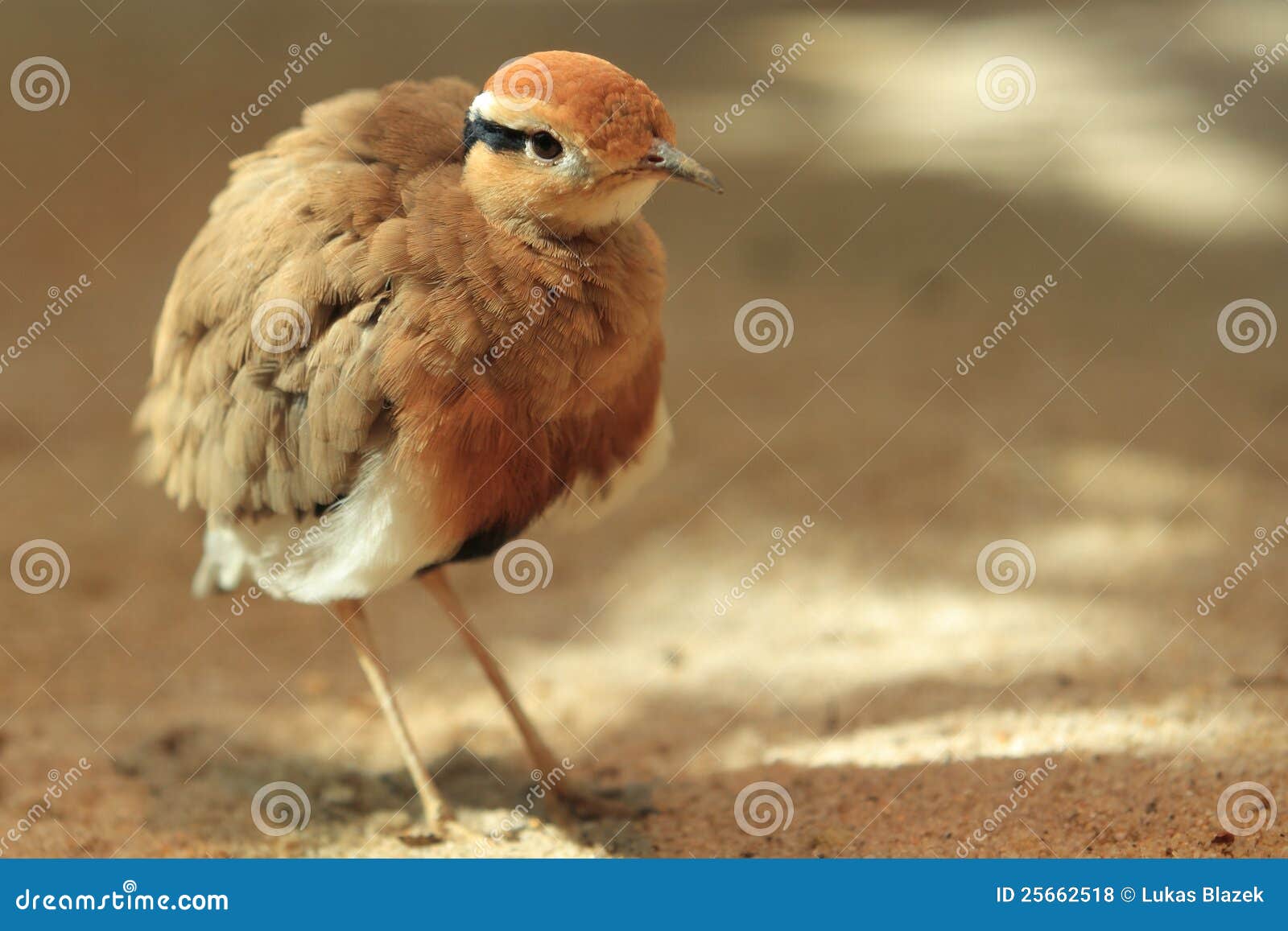 Temminck Courser Walks Left Across Sunlit Grass Stock Photography ...