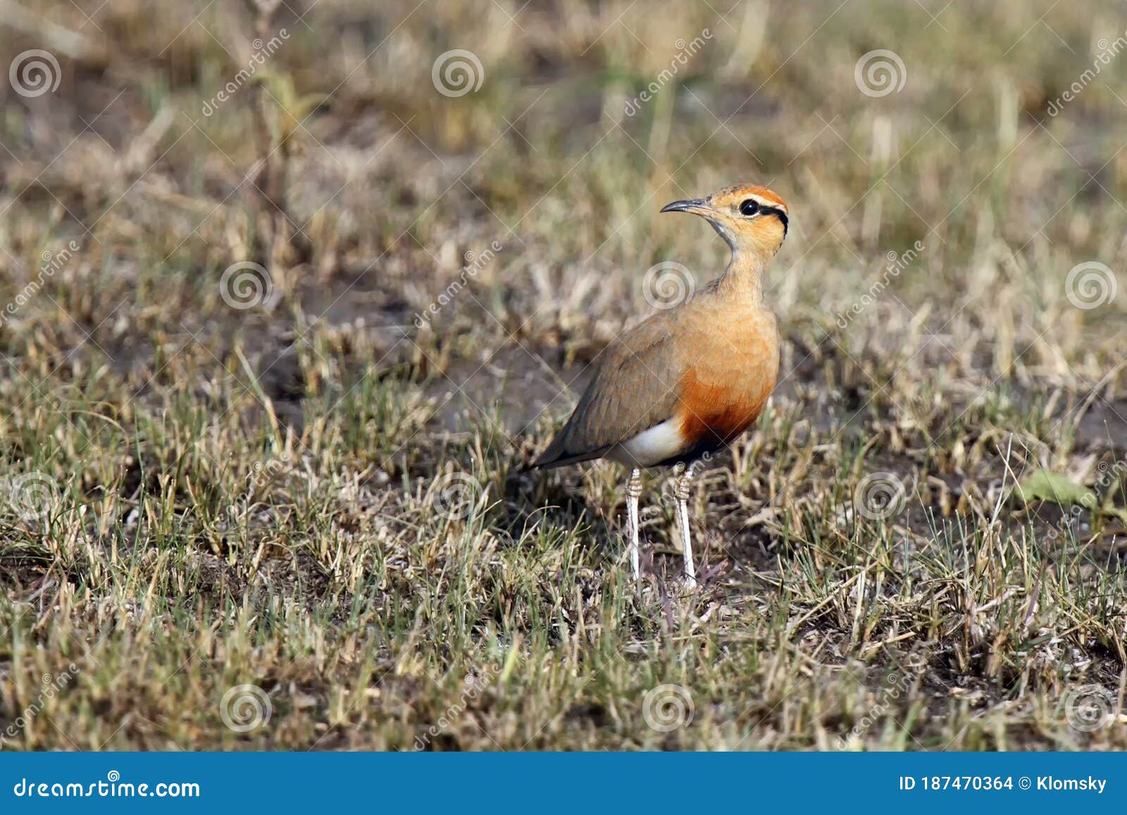 Temminck`s Courser, Cursorius Temminckii in the Grass Stock Photo ...