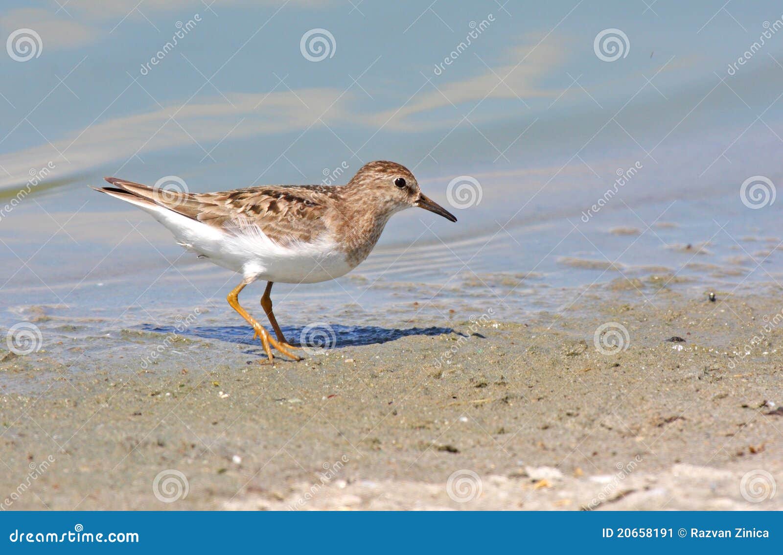 Temminck s stint stock image. Image of sandpiper, migratory - 20658191