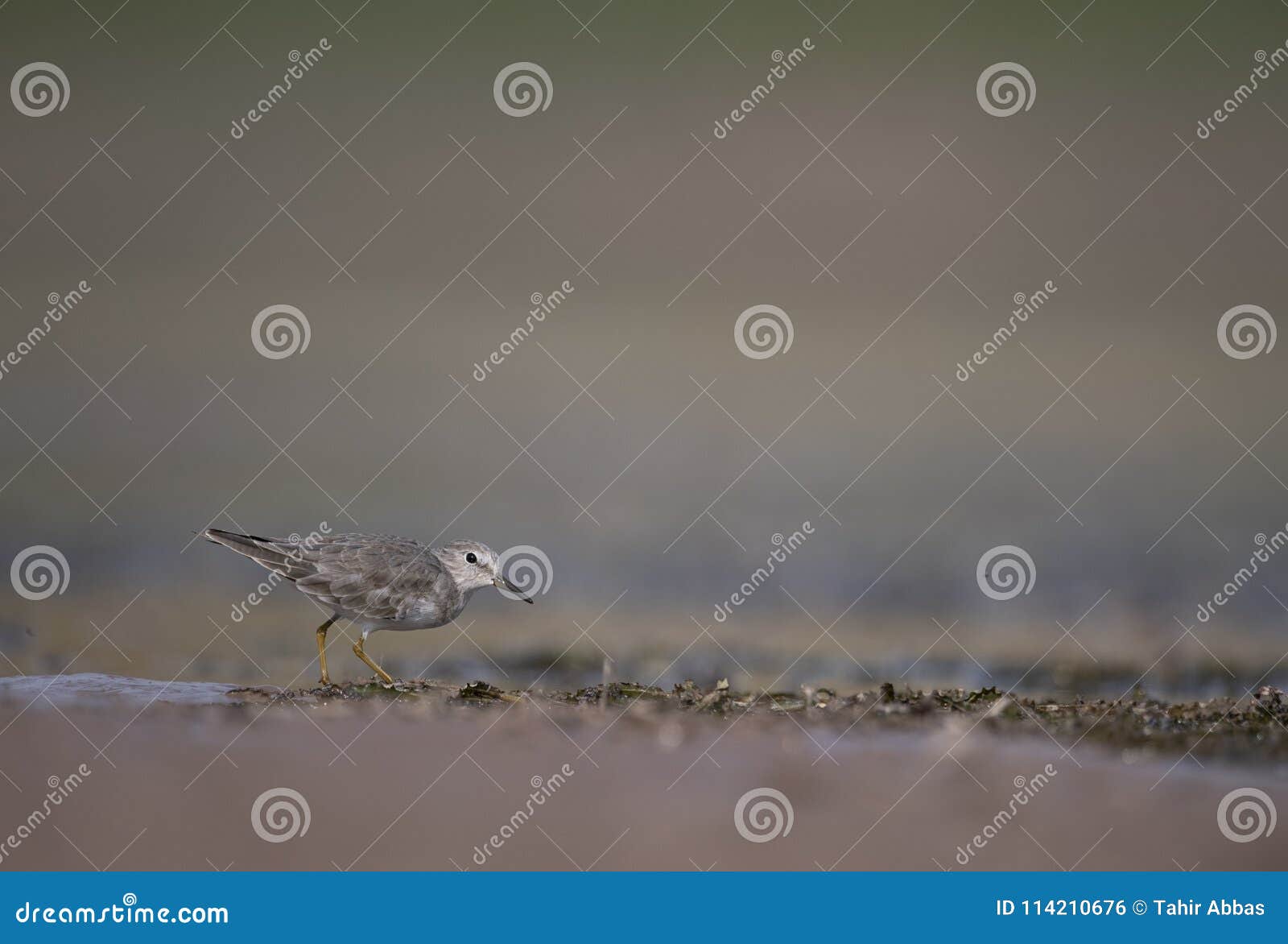 Temminck`s Stint Calidris Temminckii Stock Photo - Image of migration ... Temminck`s Stint Calidris Temminckii Stock Photo - Image of migration ...