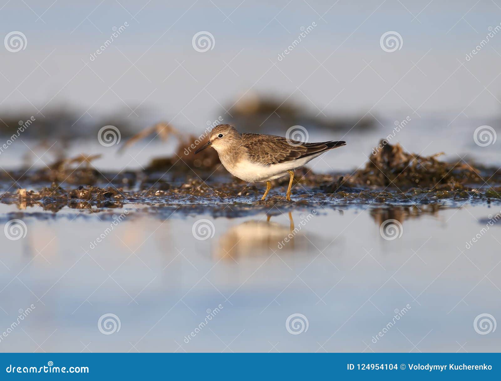 Temminck`s Stint Calidris Temminckii Stock Photo - Image of europe ... Temminck`s Stint Calidris Temminckii Stock Photo - Image of europe ...