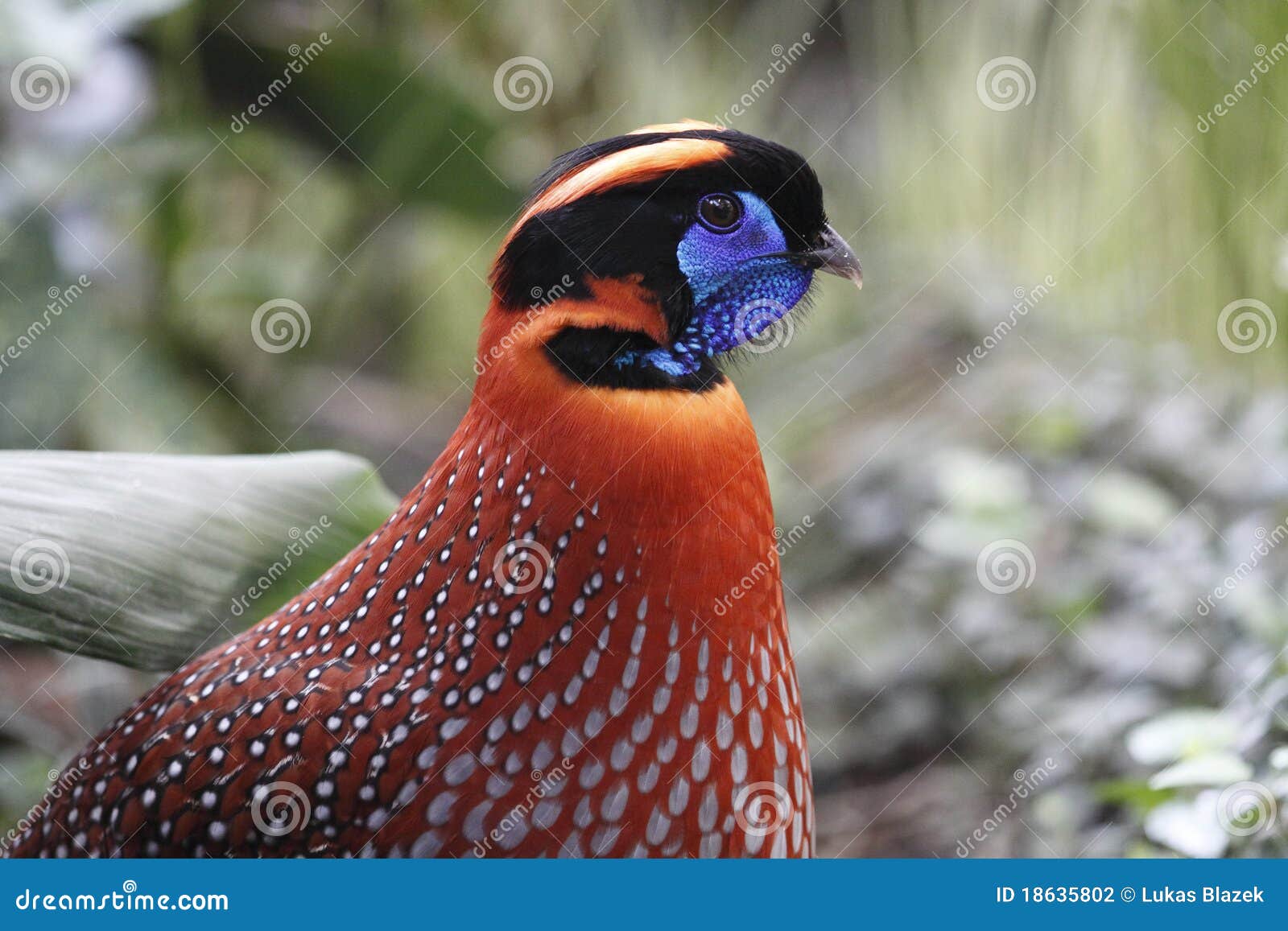 Temminck s tragopan stock photo. Image of pheasant, animal - 18635802