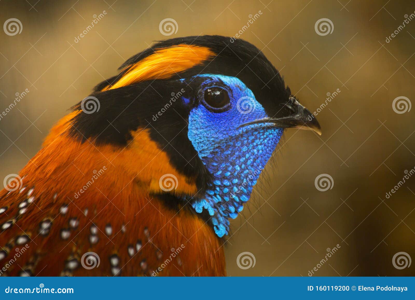 The Temminck`s Tragopan Tragopan Temminckii. Stock Photo - Image of ...