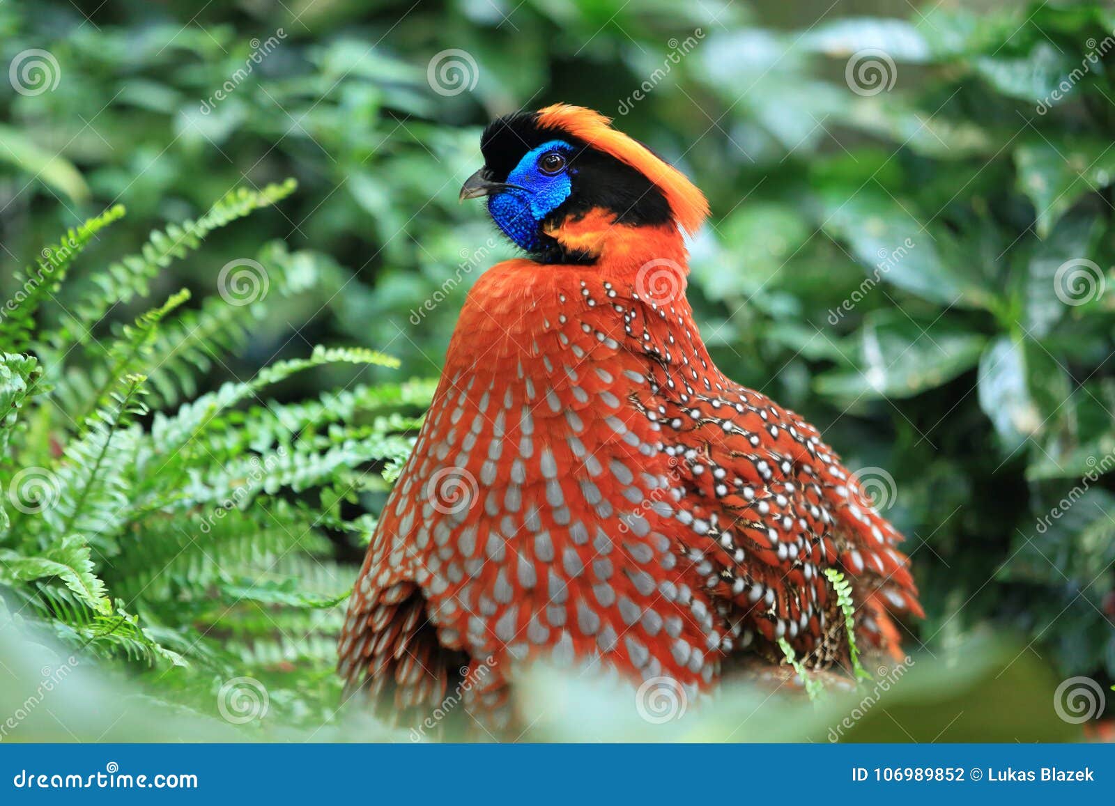 Temminck tragopan stockfoto. Bild von erwachsener, nave - 106989852