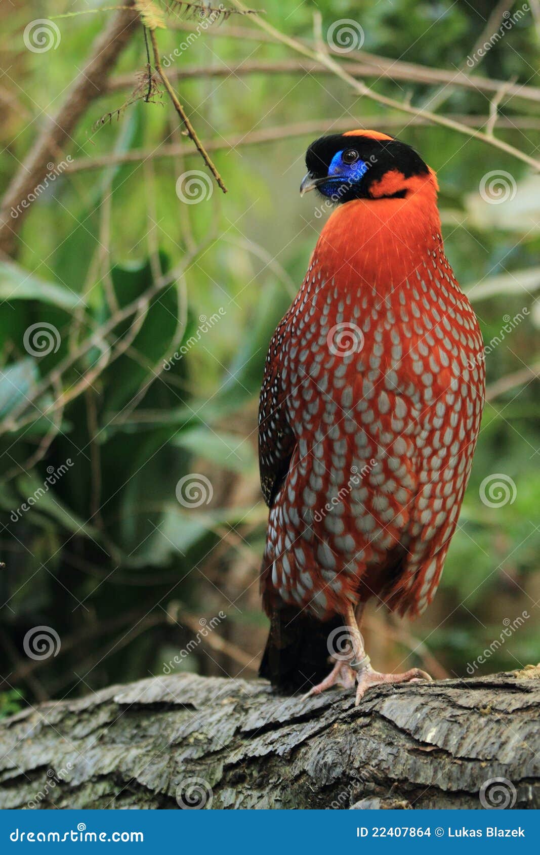 Temminck tragopan stock photo. Image of temminckii, animal - 22407864