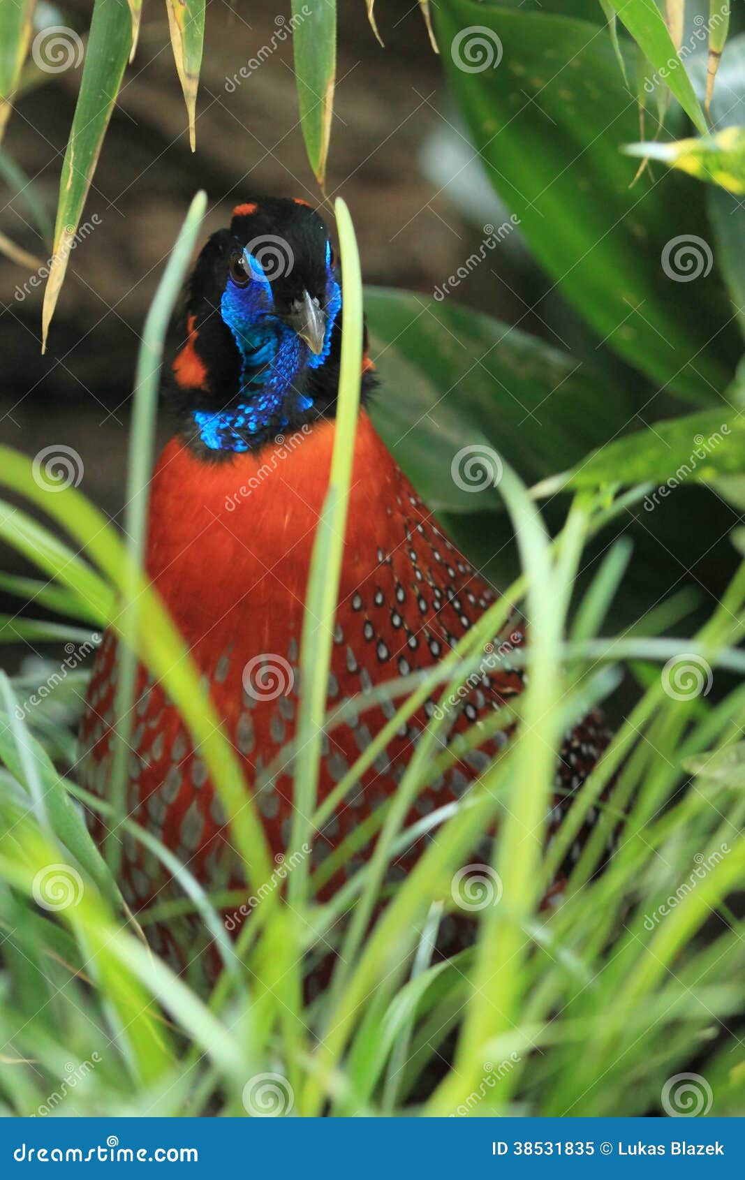 Temminck`s Tragopan, Tragopan Temminckii. Detail Portrait Of Rare ...