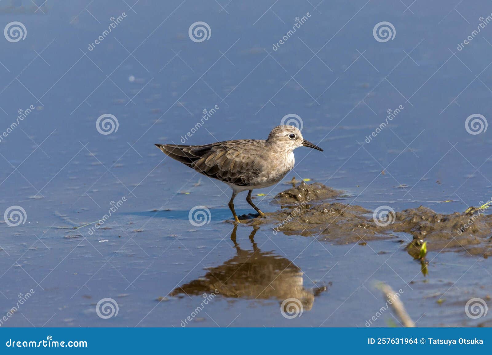 Temminick`s Stint in a Lotus Root Field. Stock Photo - Image of stint ...