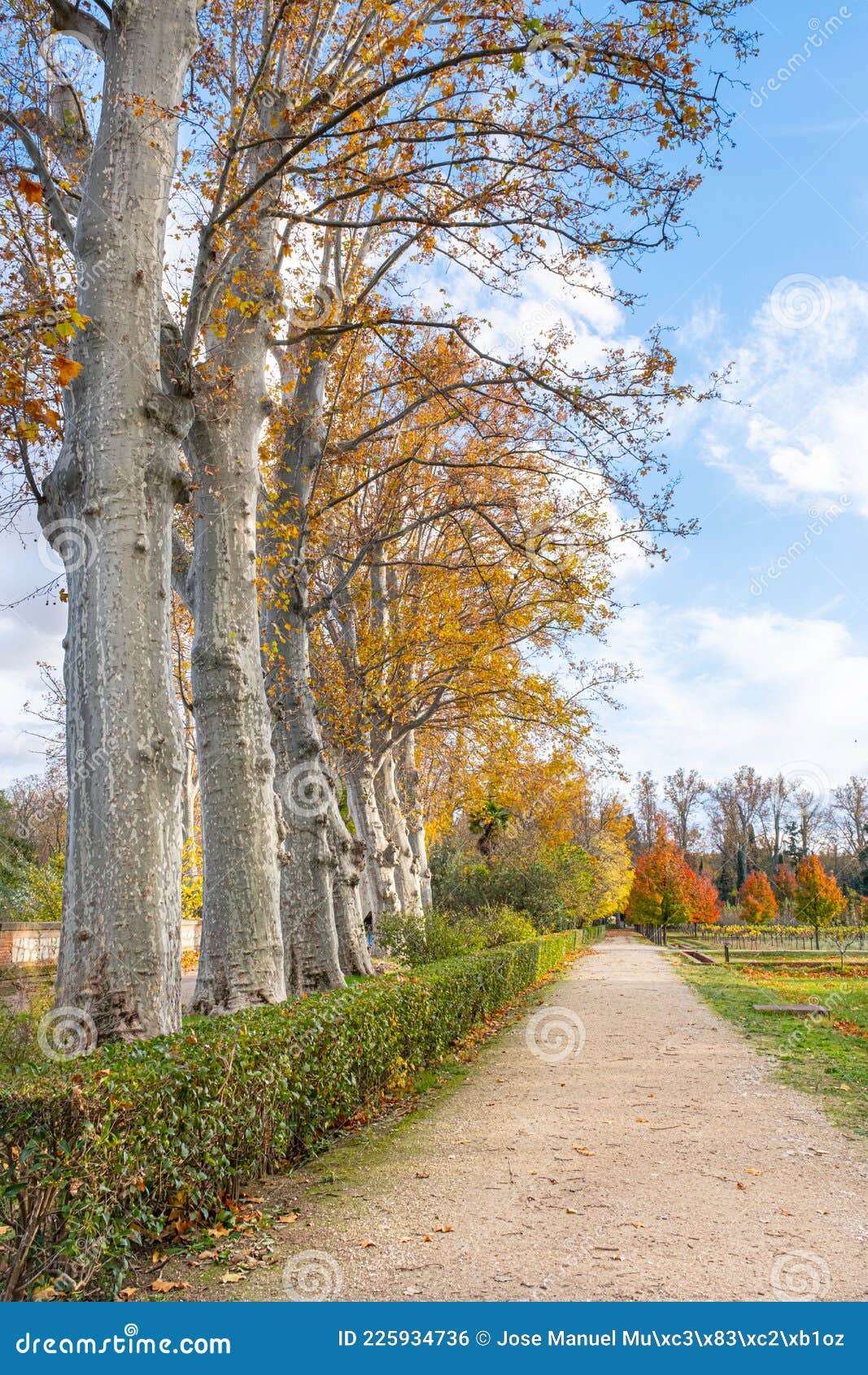 Temperate Broadleaf and Mixed Forest in Autumn Stock Photo - Image of ...