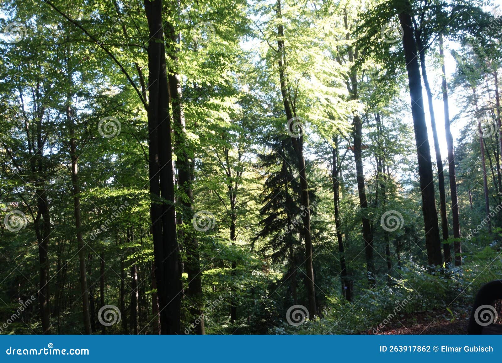 Temperate Broadleaf and Mixed Forest Stock Photo - Image of habitat ...