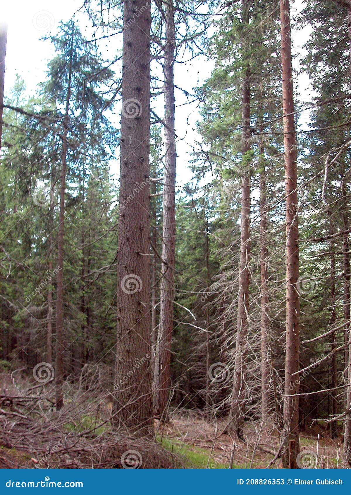 Temperate Broadleaf and Mixed Forest Stock Image - Image of tree ...