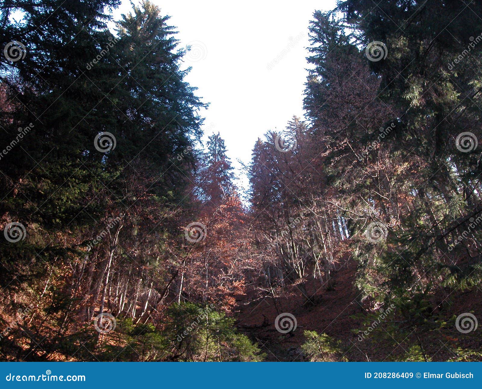 Temperate Broadleaf and Mixed Forest Stock Image - Image of vegetation ...