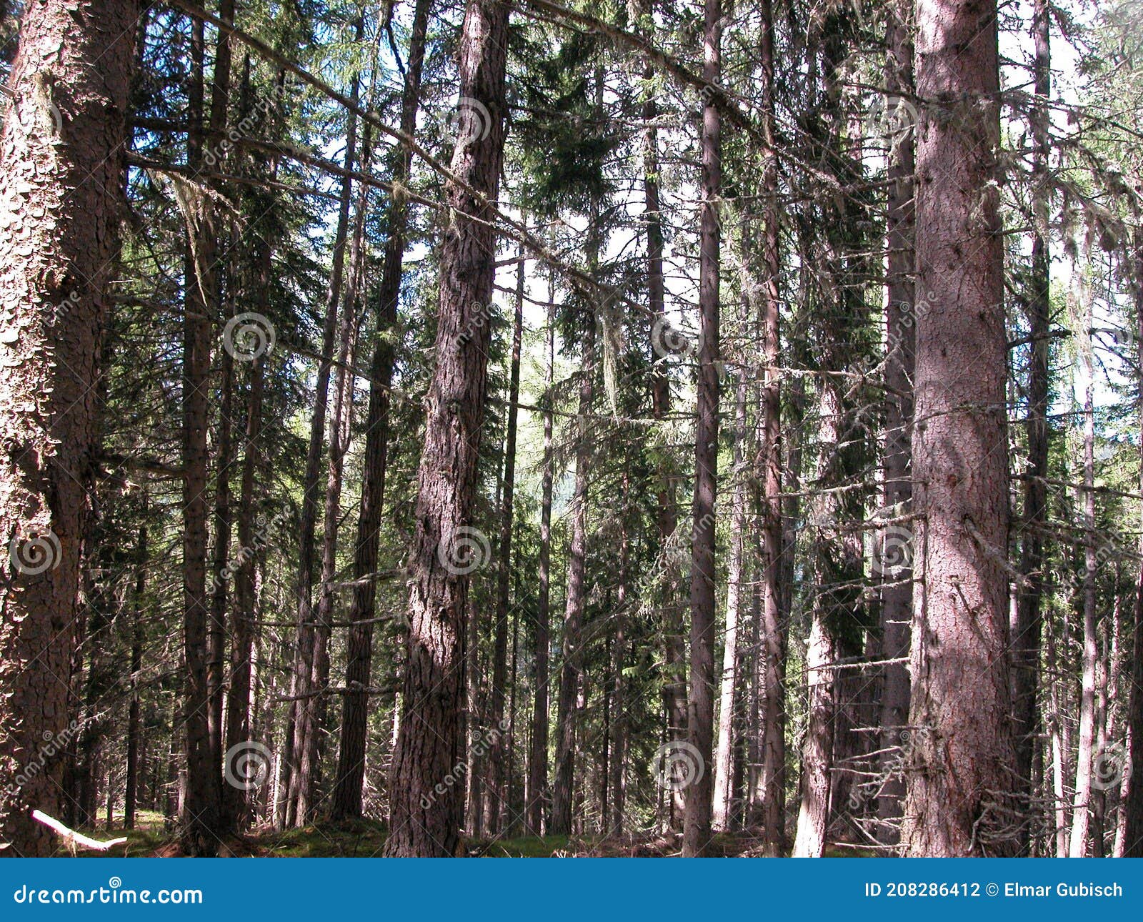Temperate Broadleaf and Mixed Forest Stock Photo - Image of vegetation ...