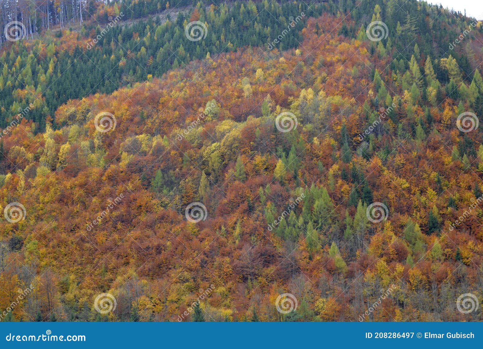 Temperate Broadleaf and Mixed Forest Stock Image - Image of woody ...
