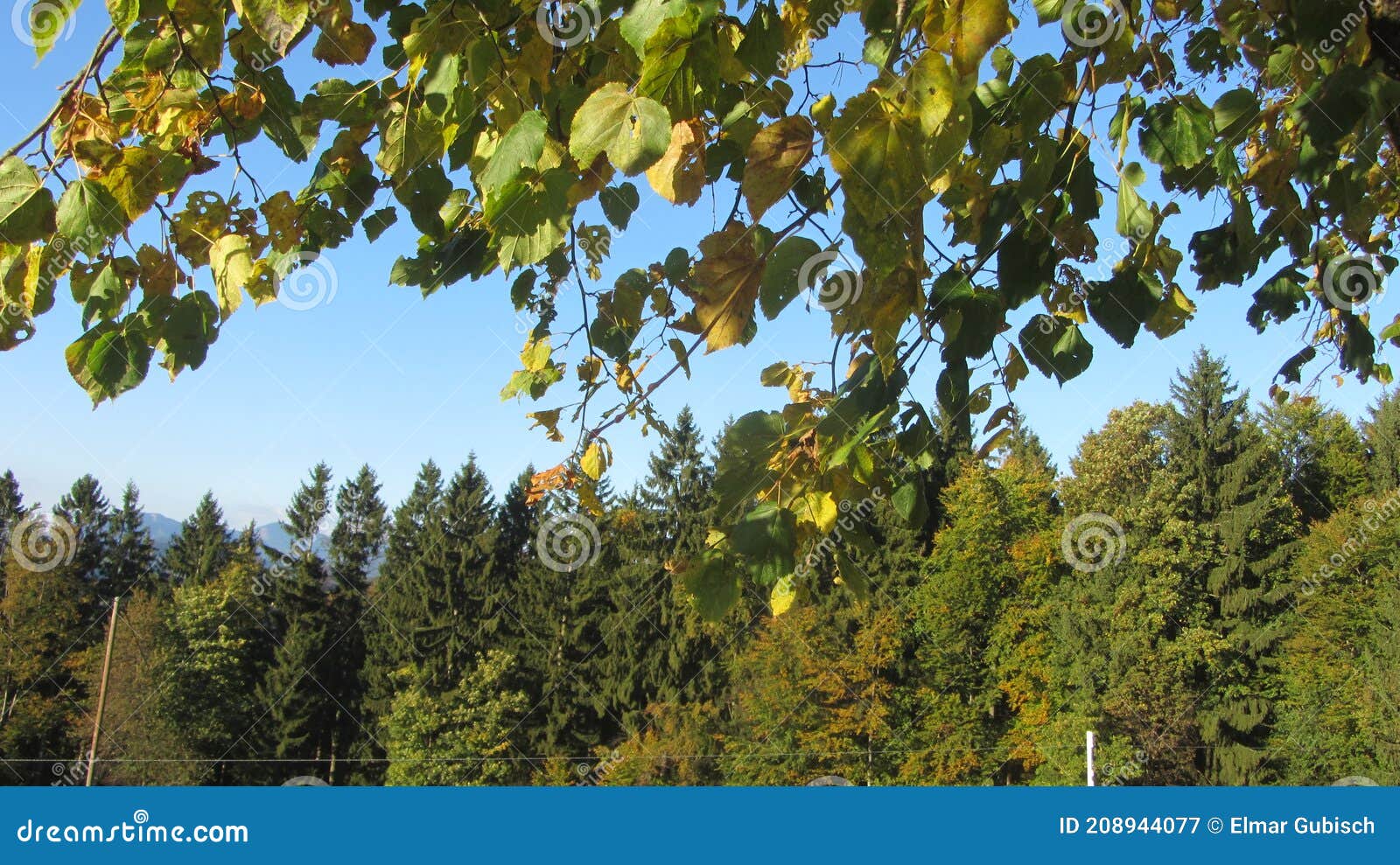 Temperate Broadleaf and Mixed Forest Stock Image - Image of mixed ...