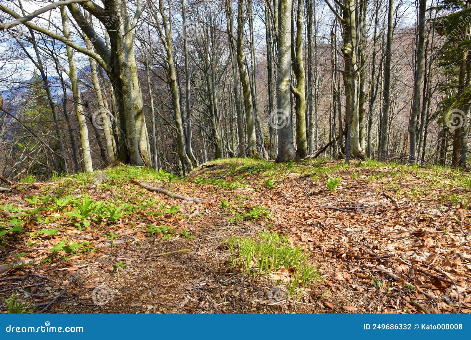 Temperate, Deciduous Beech (Fagus Sylvatica) Forest in Spring Stock ...