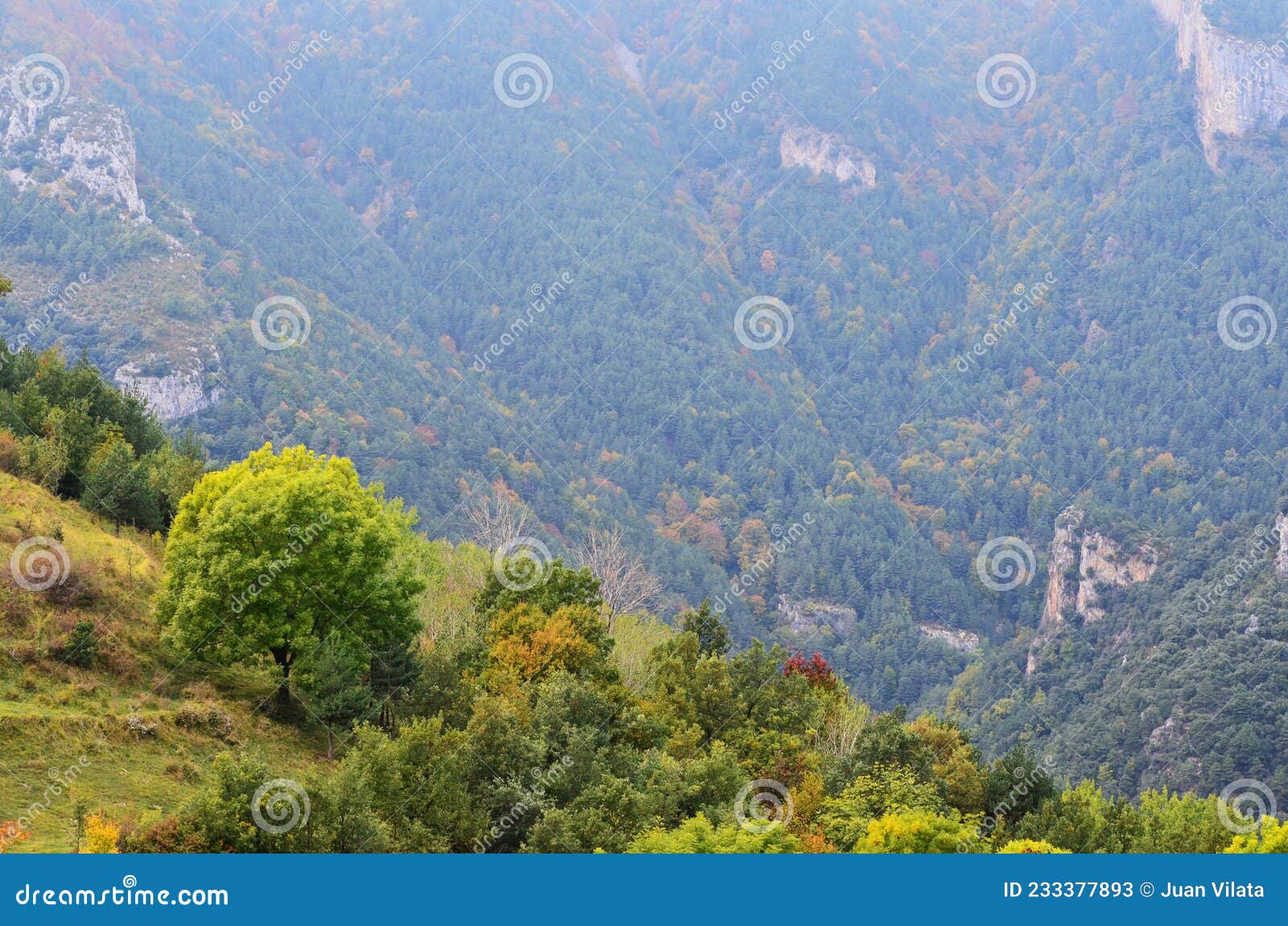 Mixed Mountain Forests of the Ordesa-ViÃ±amala Biosphere Reserve ...