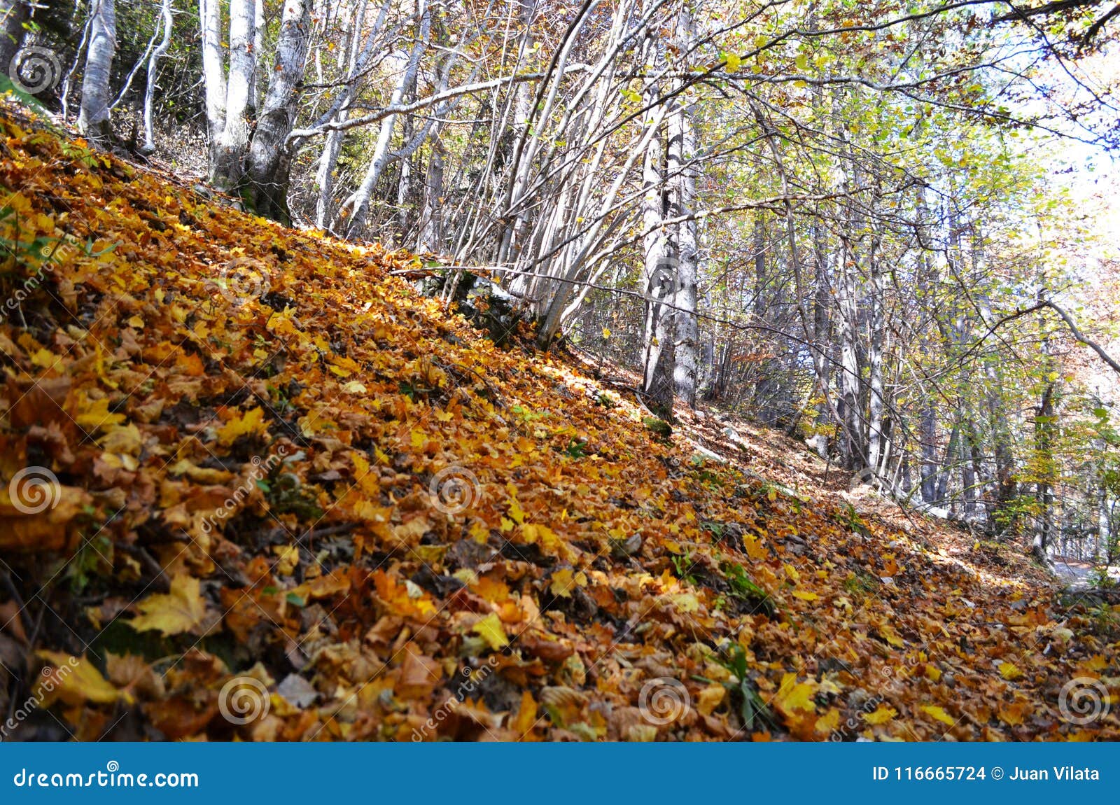 Autumn Colors in the Mixed Forests of Posets-Maladeta Natural Park ...