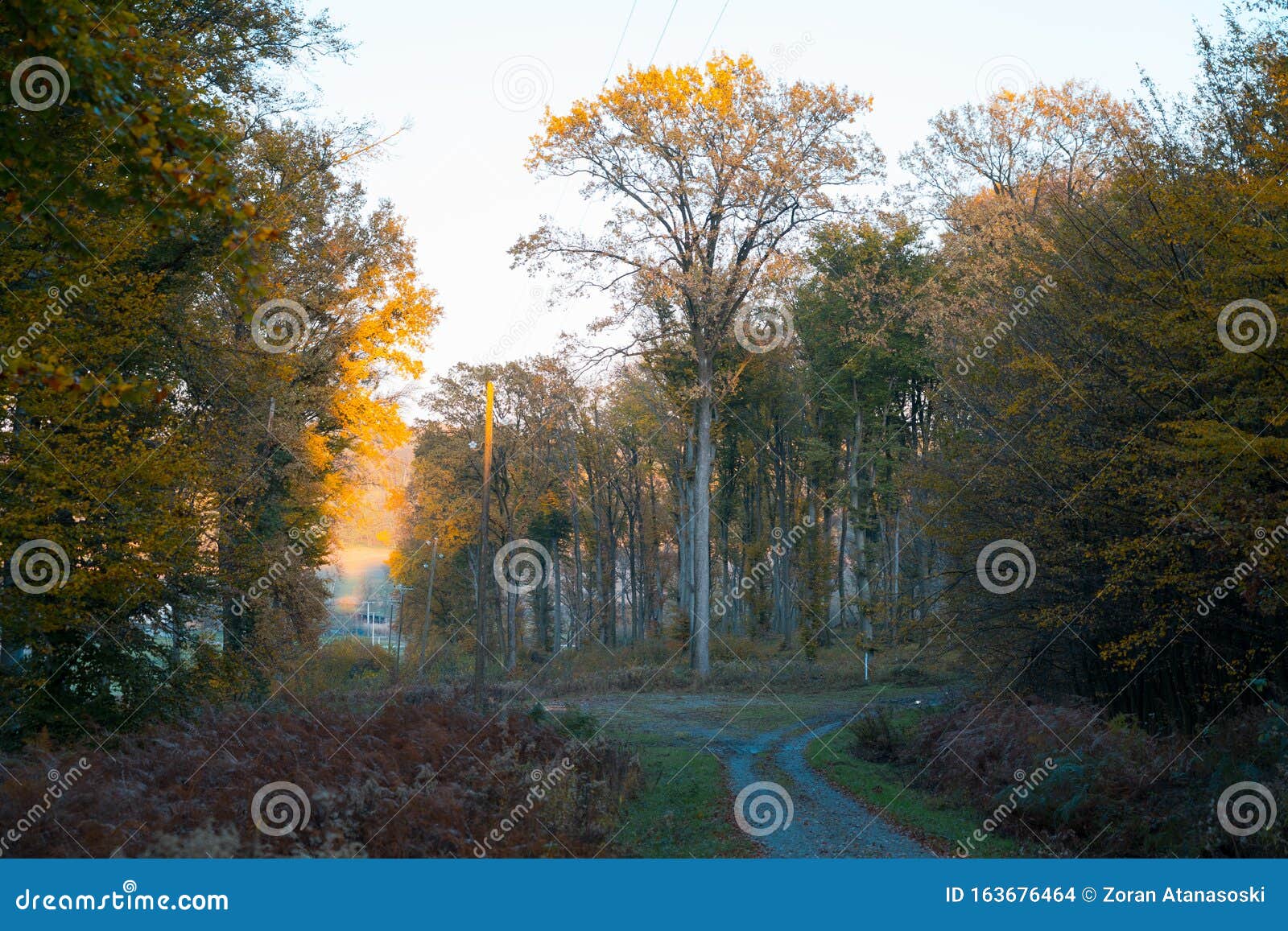 Deciduous Forest in the Autumn Stock Photo - Image of leaves, scenery ...
