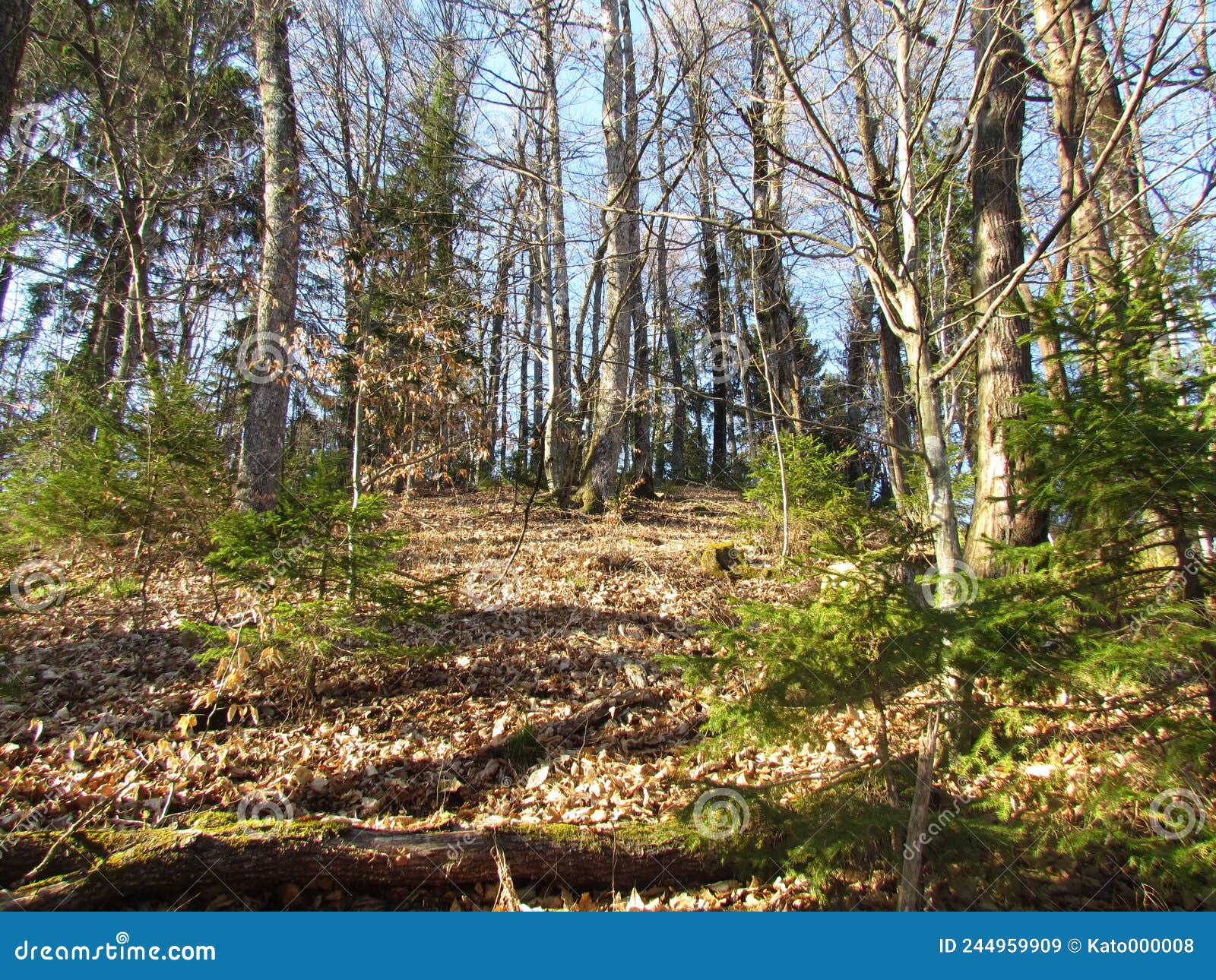 Deciduous Broadleaf Forest with Beech Trees Stock Image - Image of ...