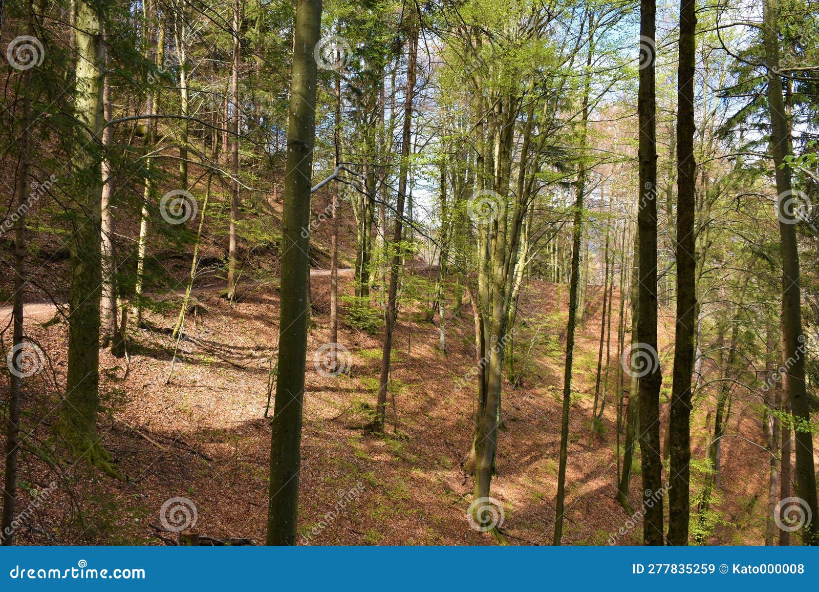 Temperate, Deciduous Broadleaf Common Beech Forest Stock Photography ...