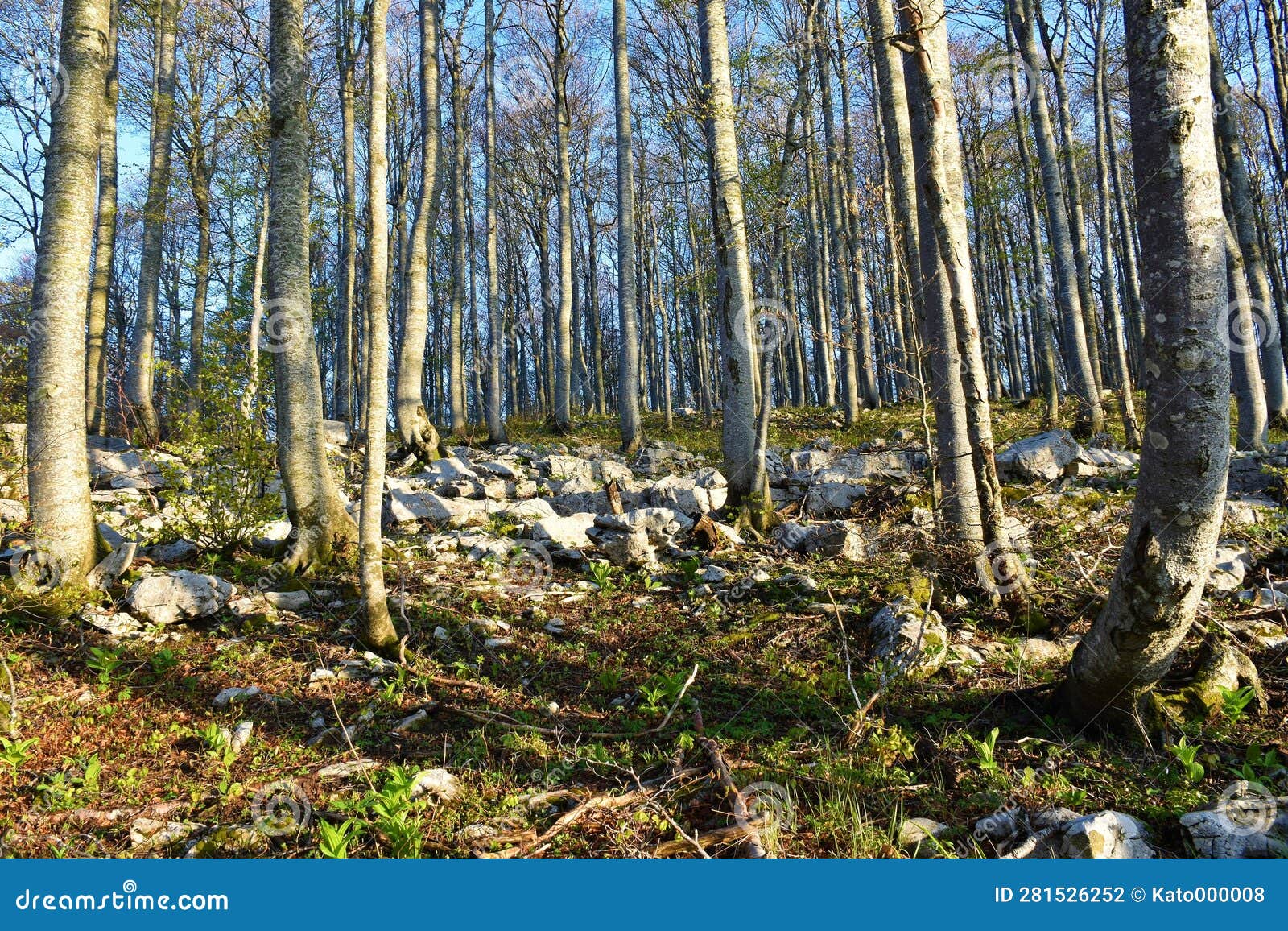 Temperate, Deciduous, Broadleaf Beech (Fagus Sylvatica) Forest Stock ...