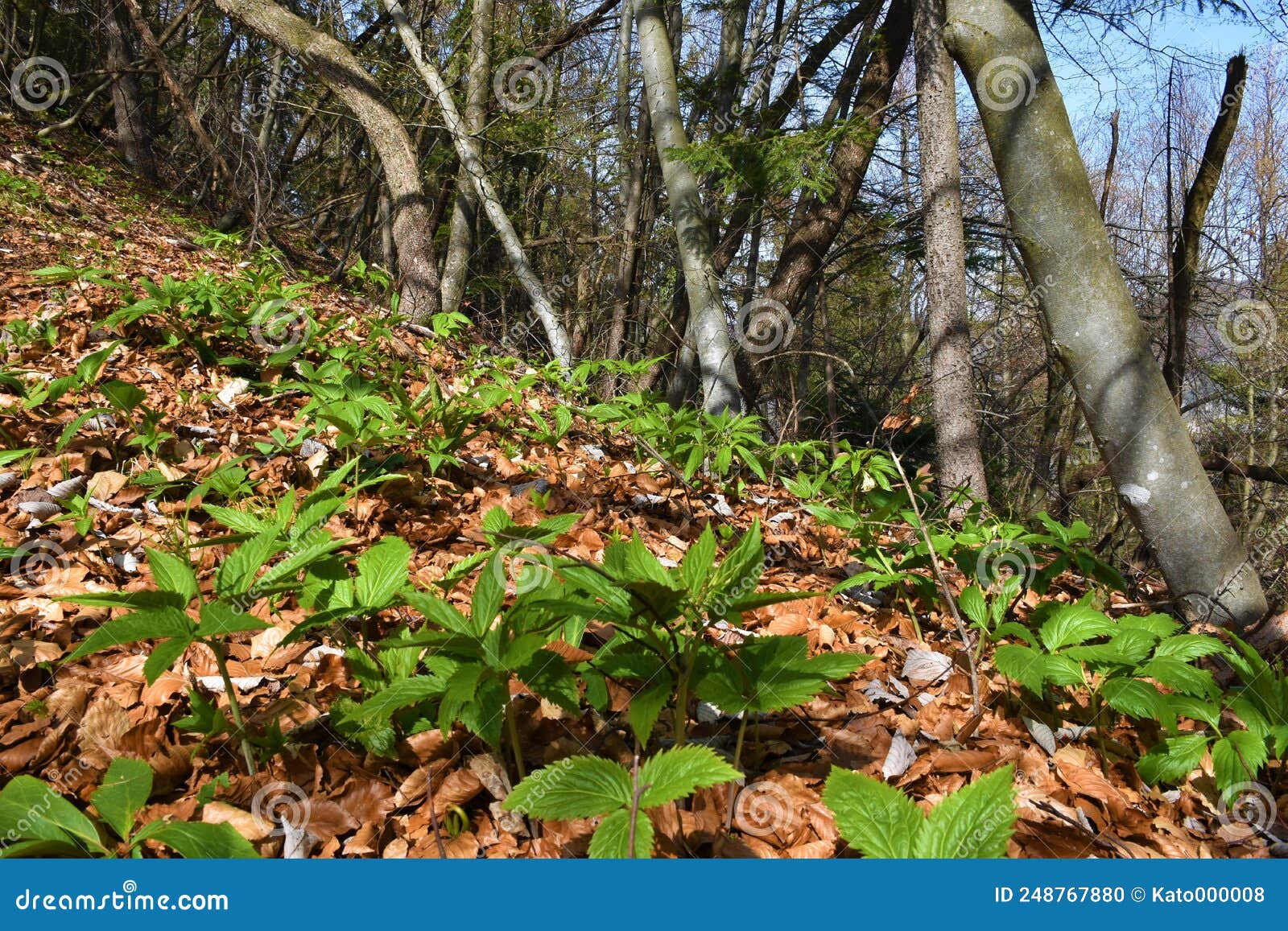 Temperate, Deciduous Broadleaf Common Beech Forest Stock Photo - Image ...