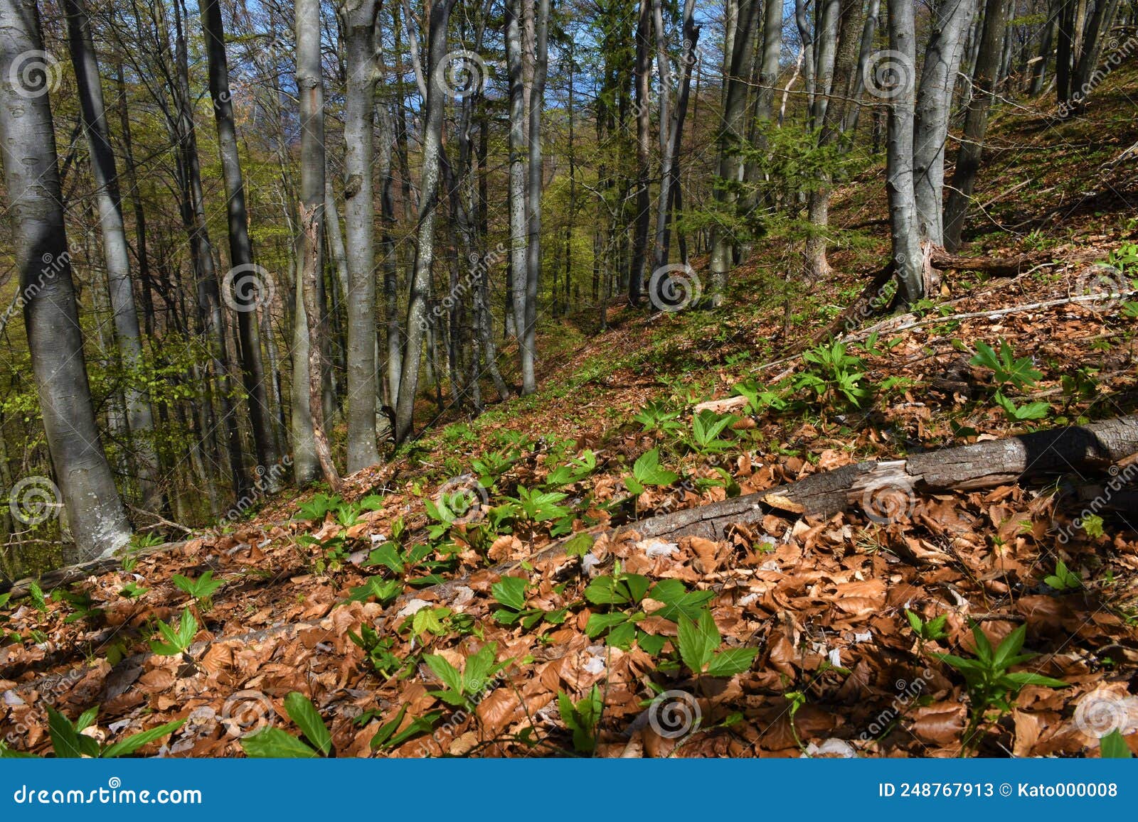 Temperate, Deciduous Broadleaf Common Beech Forest Stock Image - Image ...