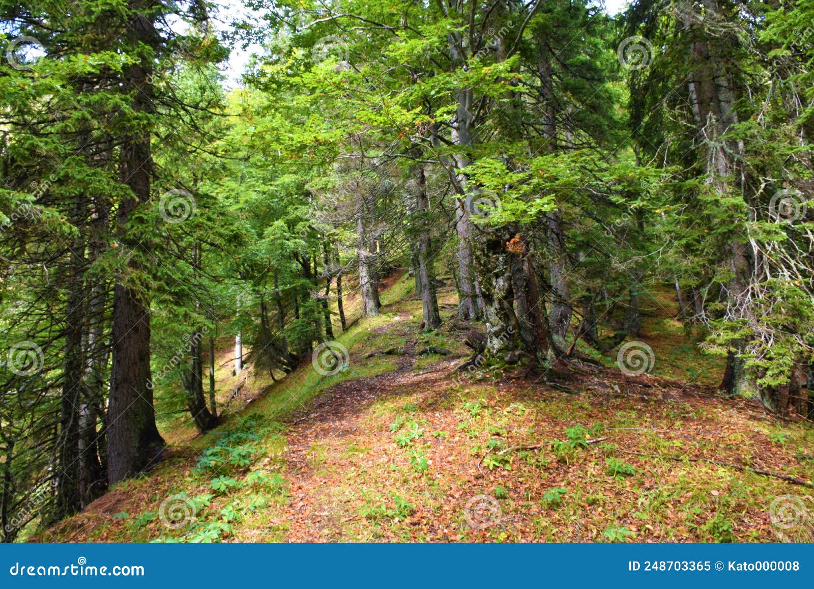 Temperate, Deciduous, Broadleaf Common Beech Forest Stock Image - Image ...