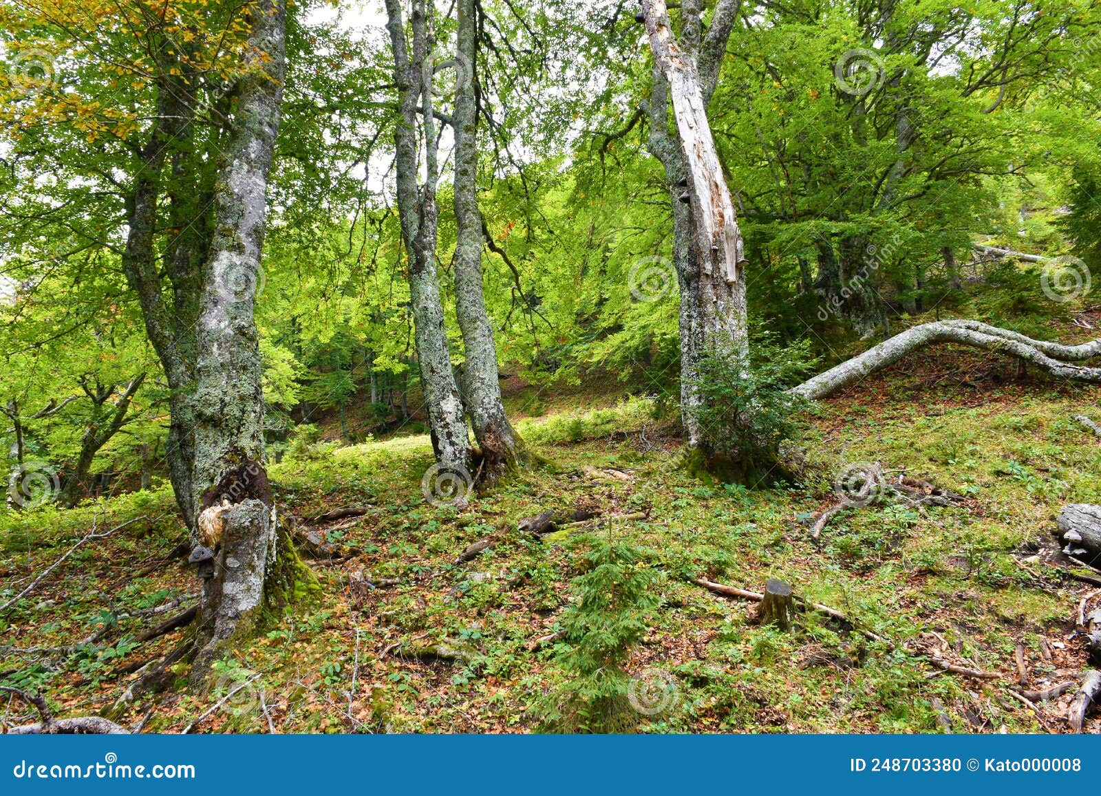 Temperate, Deciduous, Broadleaf Common Beech Forest Stock Photo - Image ...