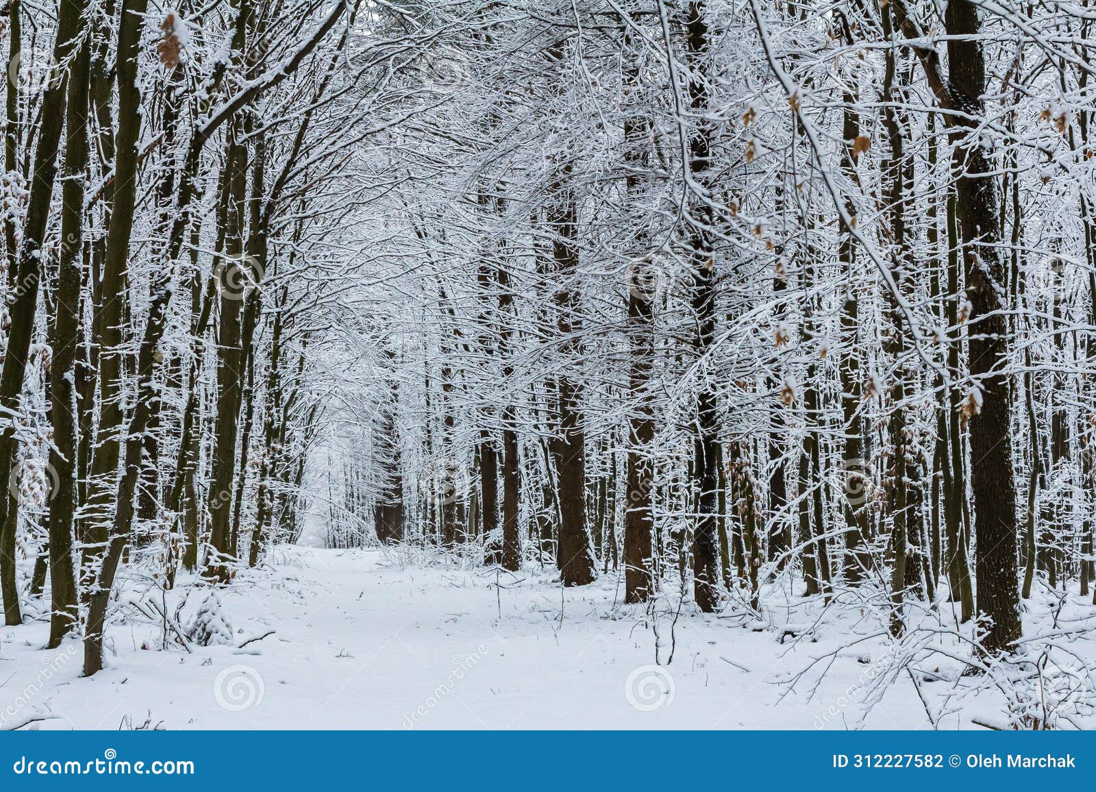 Temperate, Deciduous Forest with Snow Covered Hornbeam Carpinus Betulus ...