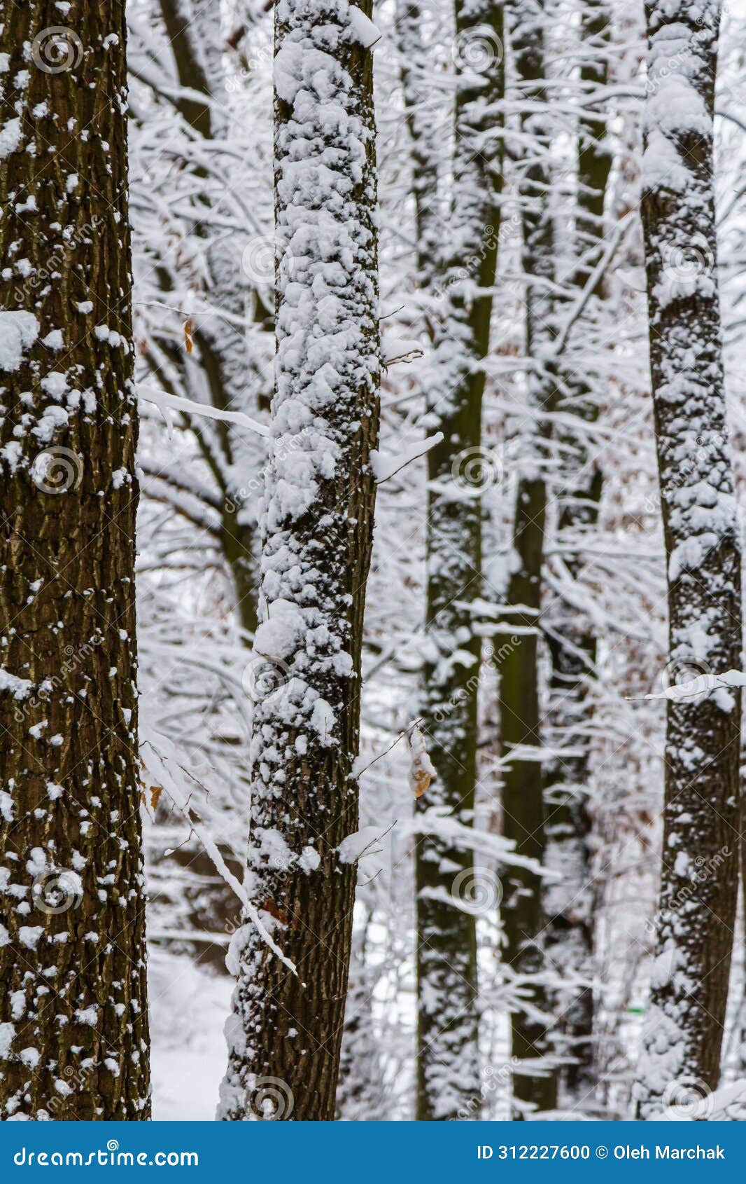 Temperate, Deciduous Forest with Snow Covered Hornbeam Carpinus Betulus ...