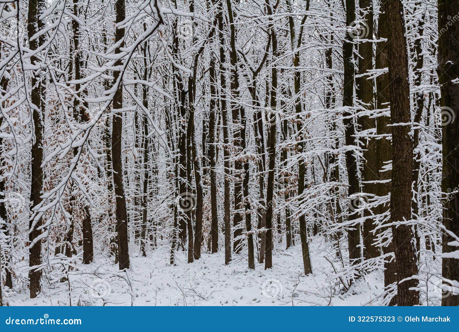 Temperate, Deciduous Forest with Snow Covered Hornbeam Carpinus Betulus ...