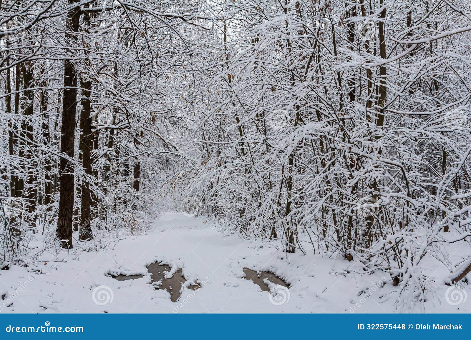 Temperate, Deciduous Forest with Snow Covered Hornbeam Carpinus Betulus ...