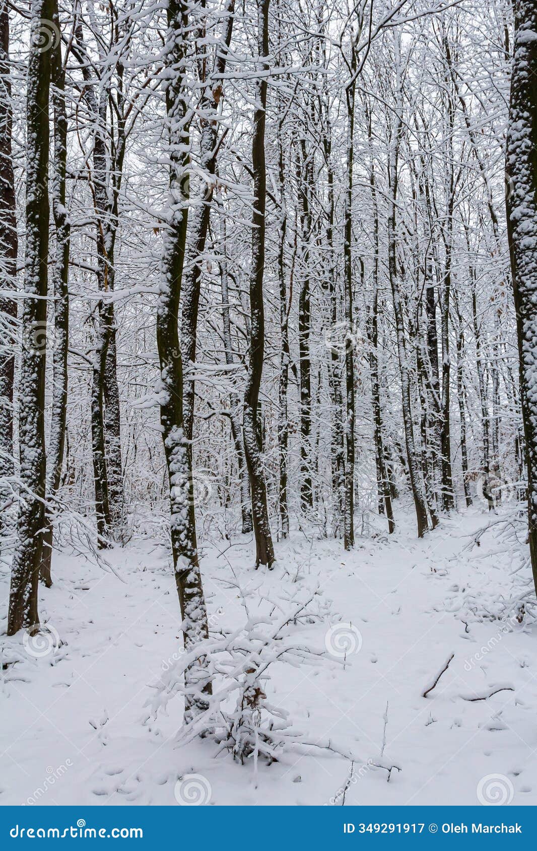 Temperate, Deciduous Broadleaf Common Beech Forest Stock Photography ...