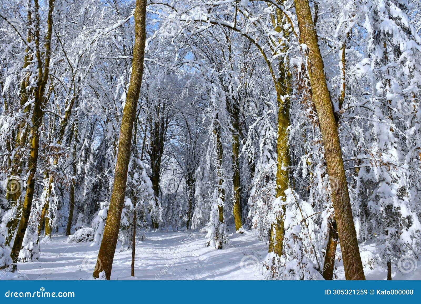 Temperate, Deciduous Oak Forest Stock Image - Image of winter, woods ...