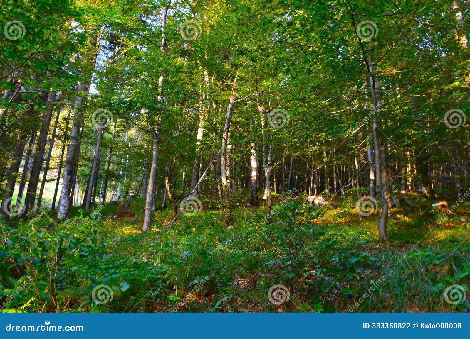 Beech (Fagus Sylvatica) Decidous, Broadleaf, Temperate Forest Royalty ...