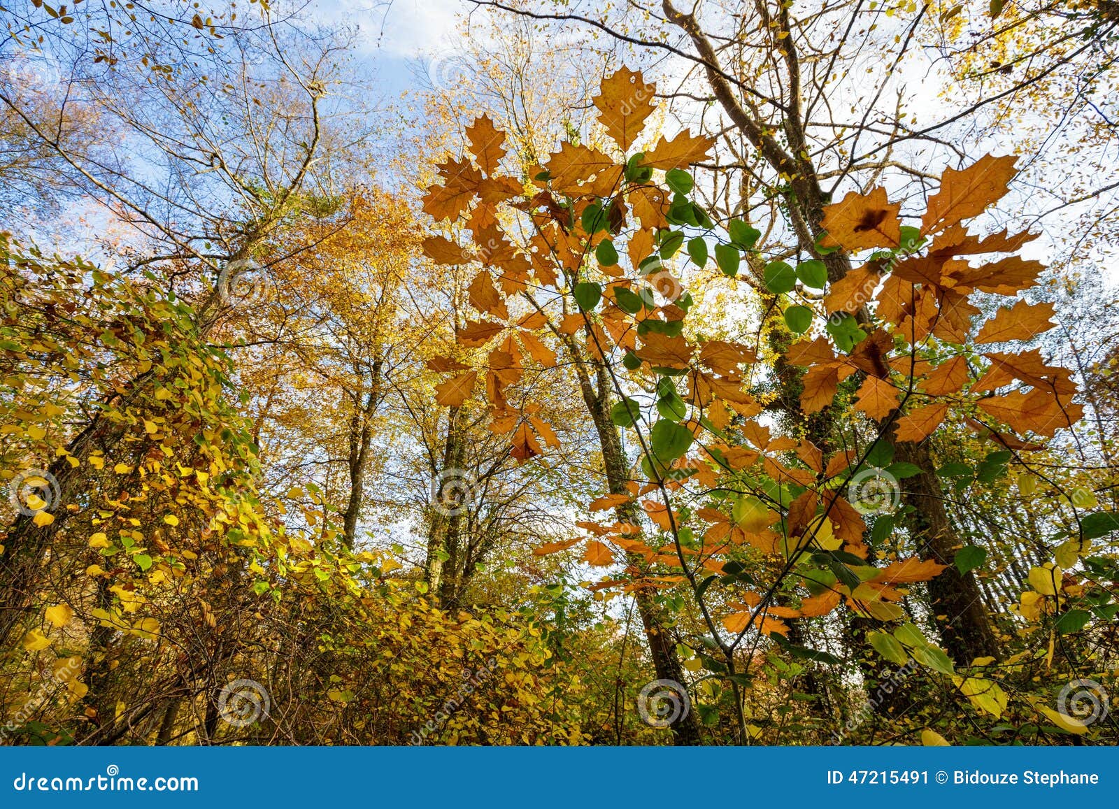 Temperate forest at fall stock image. Image of leaves - 47215491