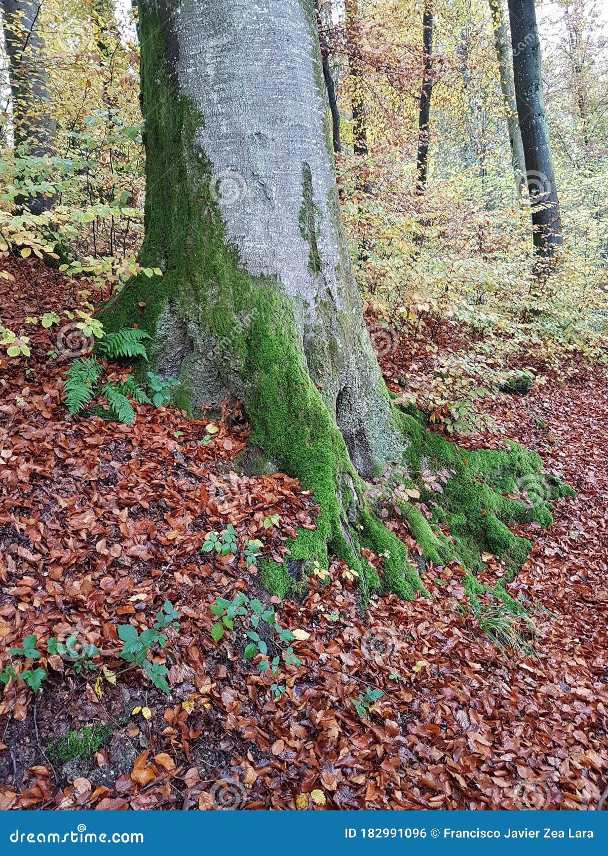Temperate Forest Tree in Autumn Season in Chiemsee, Germany Stock Photo ...