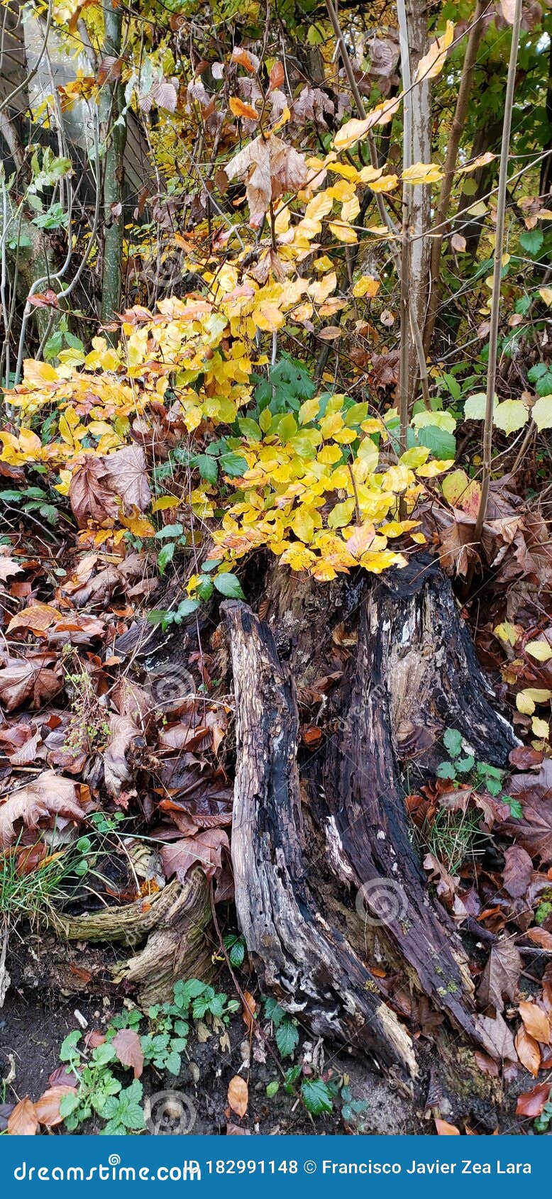 Temperate Forest Trees in Autumn Season in Chiemsee, Germany Stock ...
