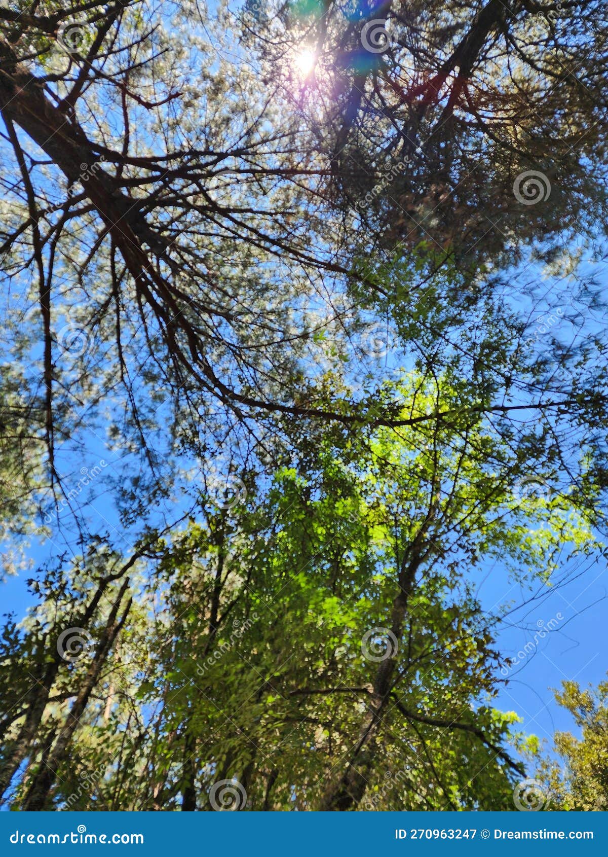 Temperate Forest Trees for Environmental Care Stock Image - Image of ...